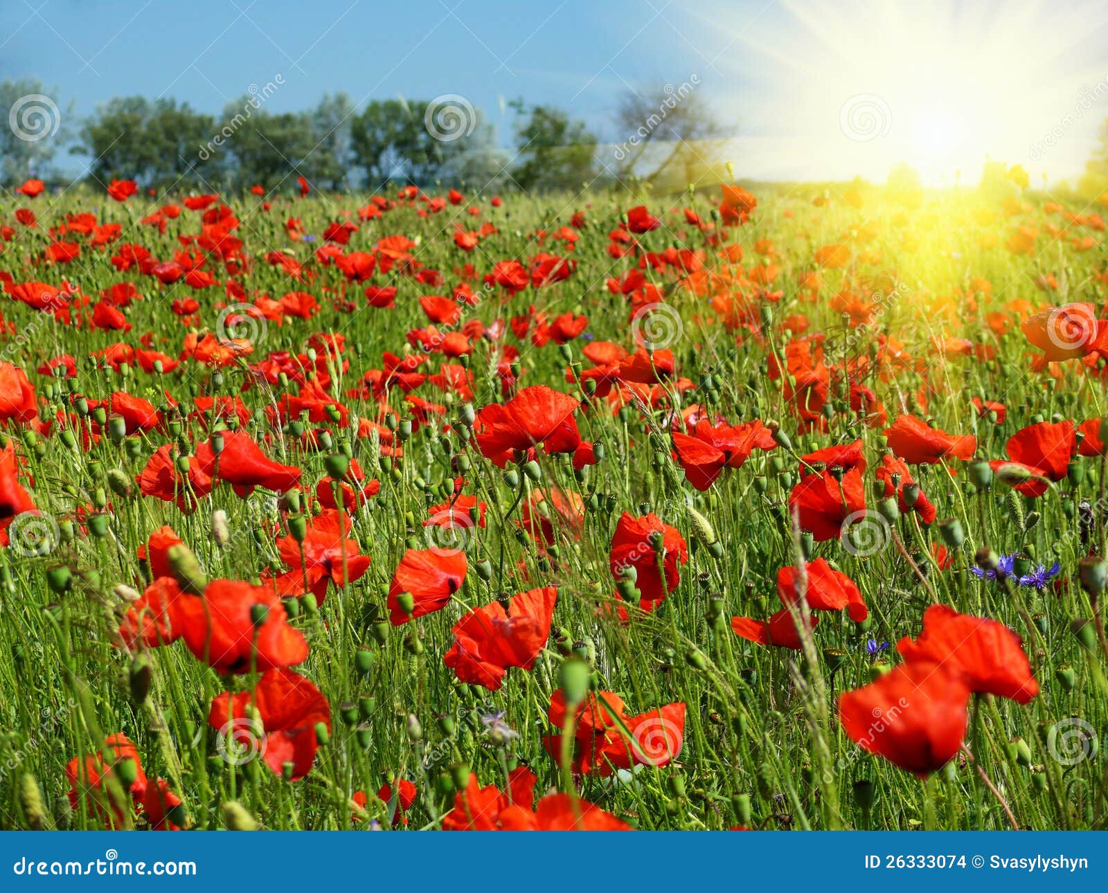 Red Poppies Field in Sunshine Stock Photo - Image of poppy, beauty ...