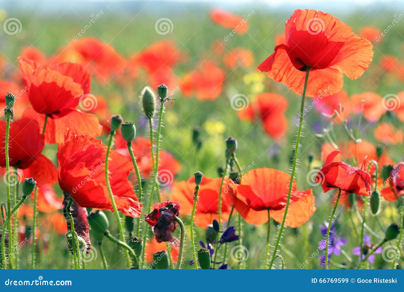 Red Poppies Flower Meadow Spring Stock Image - Image of grow, tranquil ...