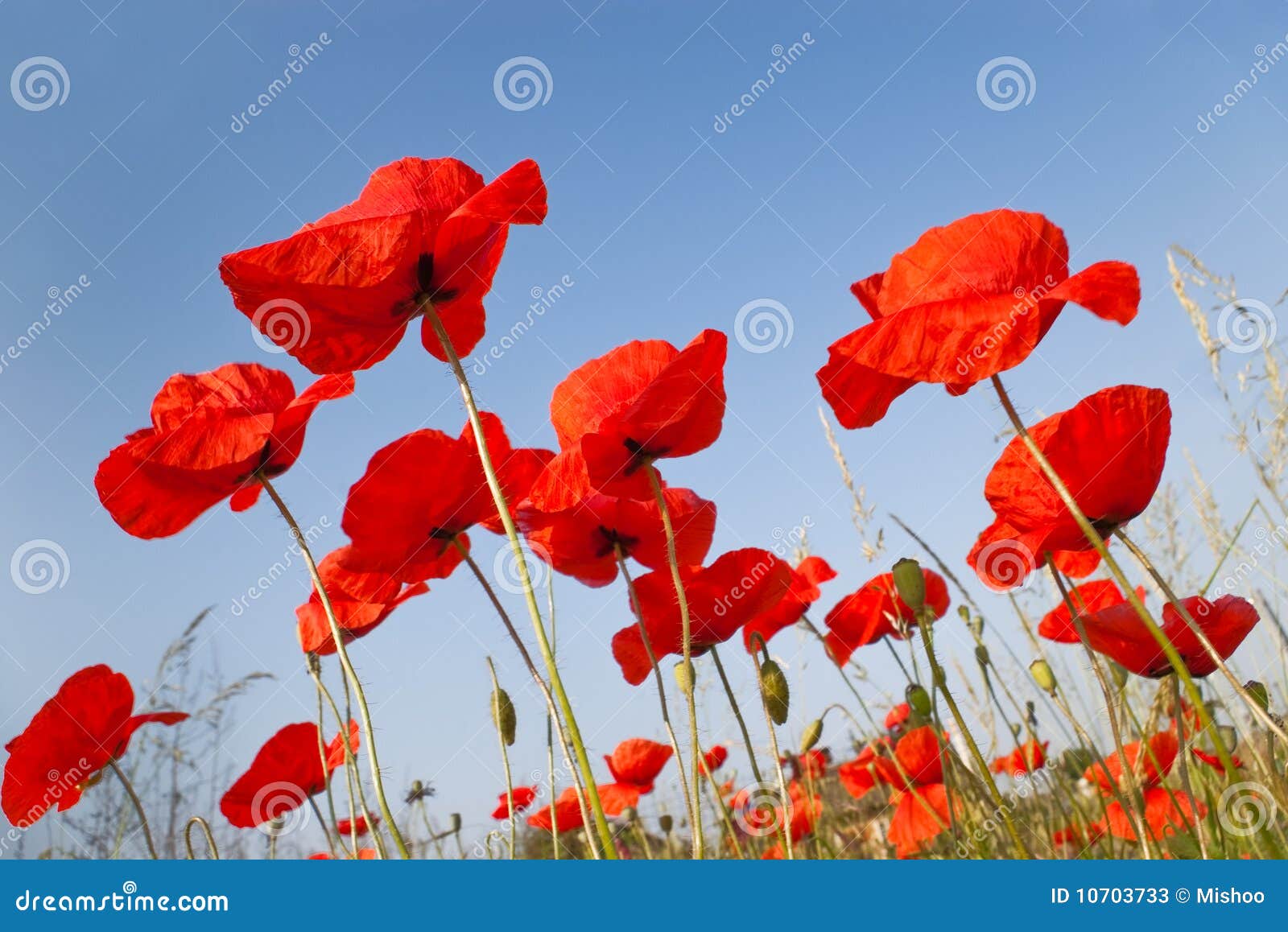 Red poppies flowers stock image. Image of summer, natural - 10703733
