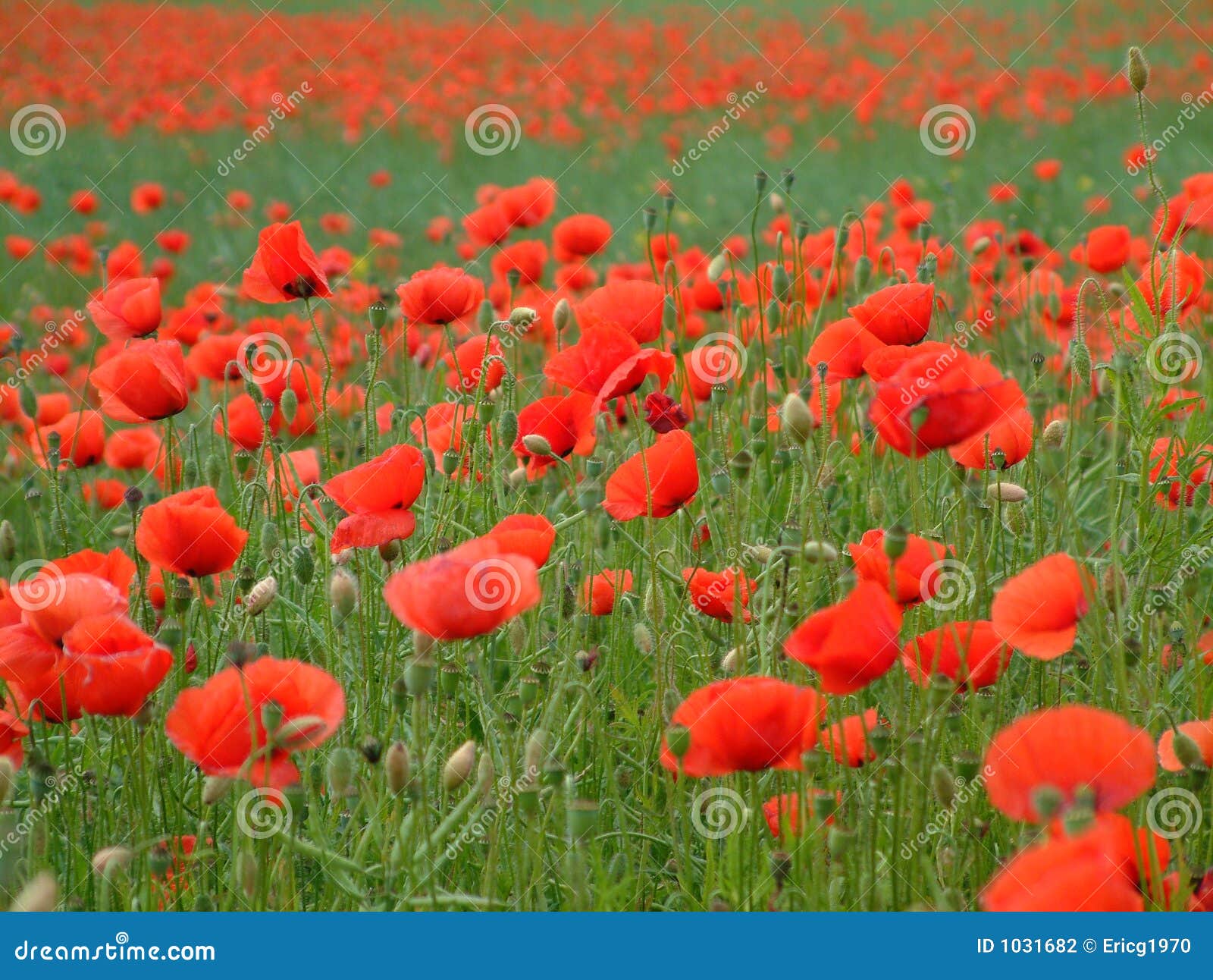 Red poppies in France stock photo. Image of smell, road - 1031682