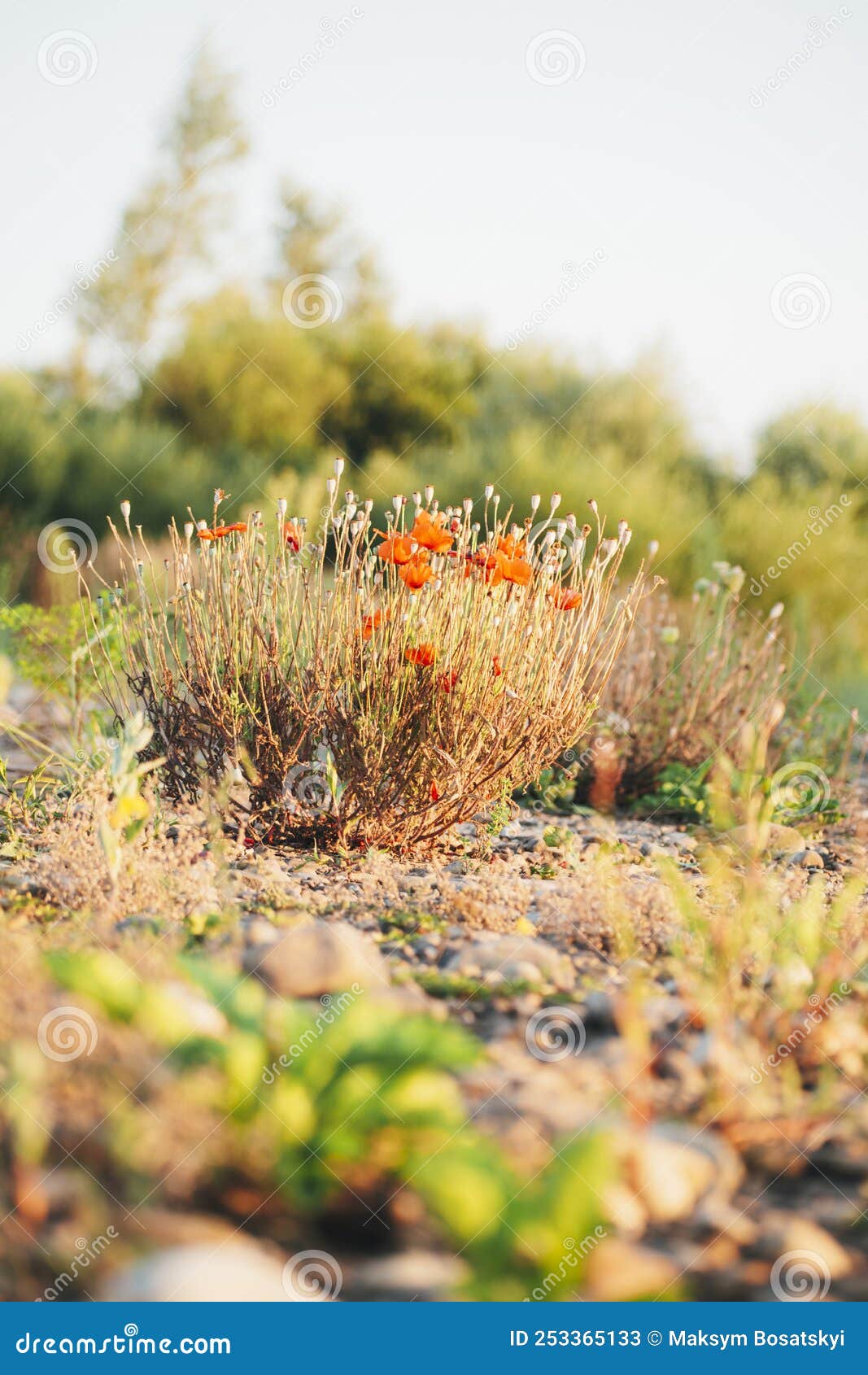 Red Poppies Grow in a Thick Bush Stock Image - Image of petal, corner ...