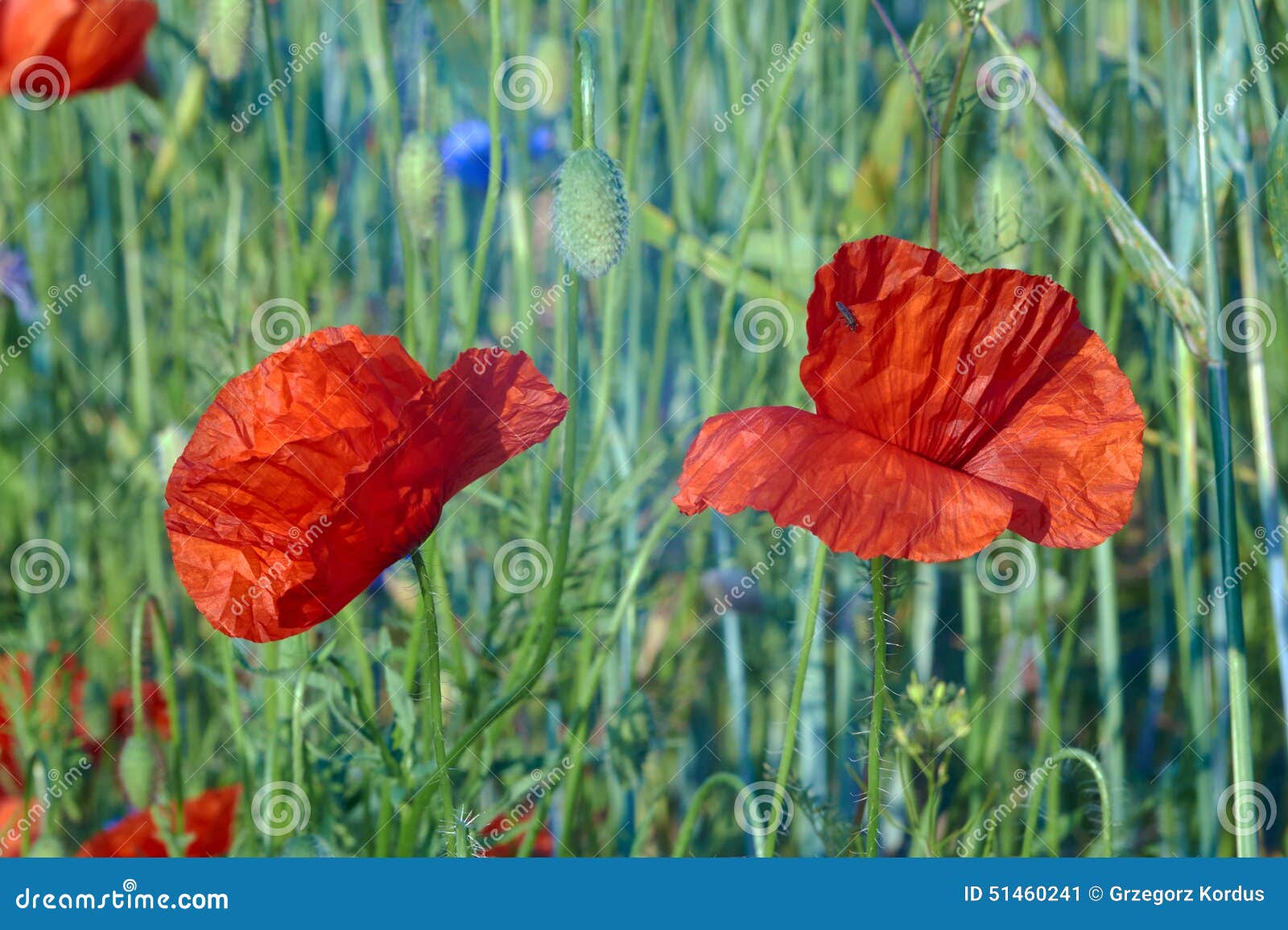 Red Poppies Growing in Crops Stock Image - Image of cultivation, poppy ...