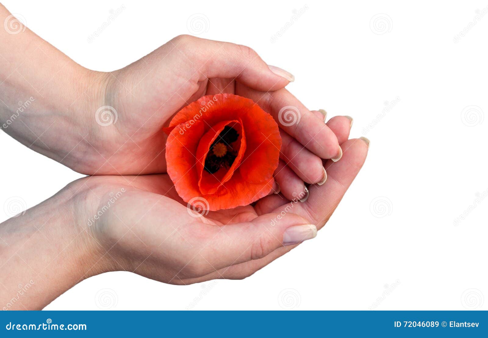 Red Poppies in the Hands of Women Isolated on White Stock Image - Image ...