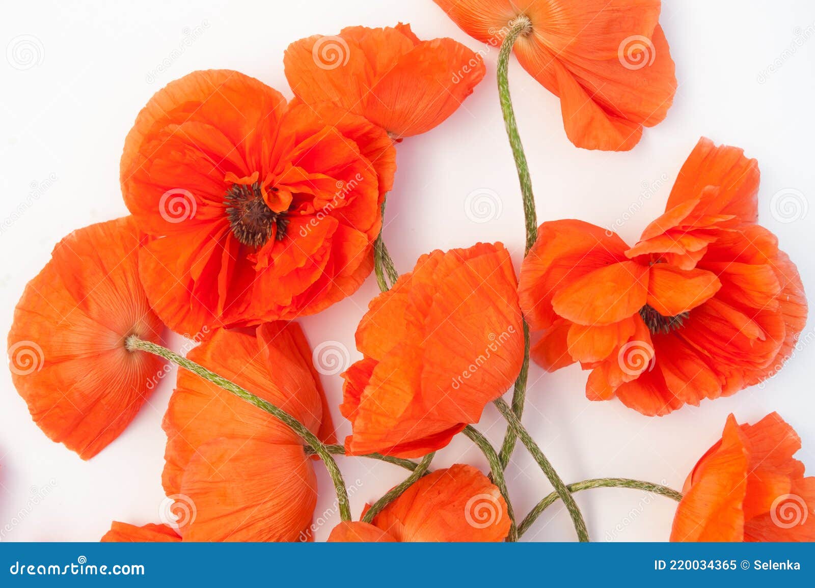 Red Poppies Isolated on White Stock Image - Image of beauty, wild ...