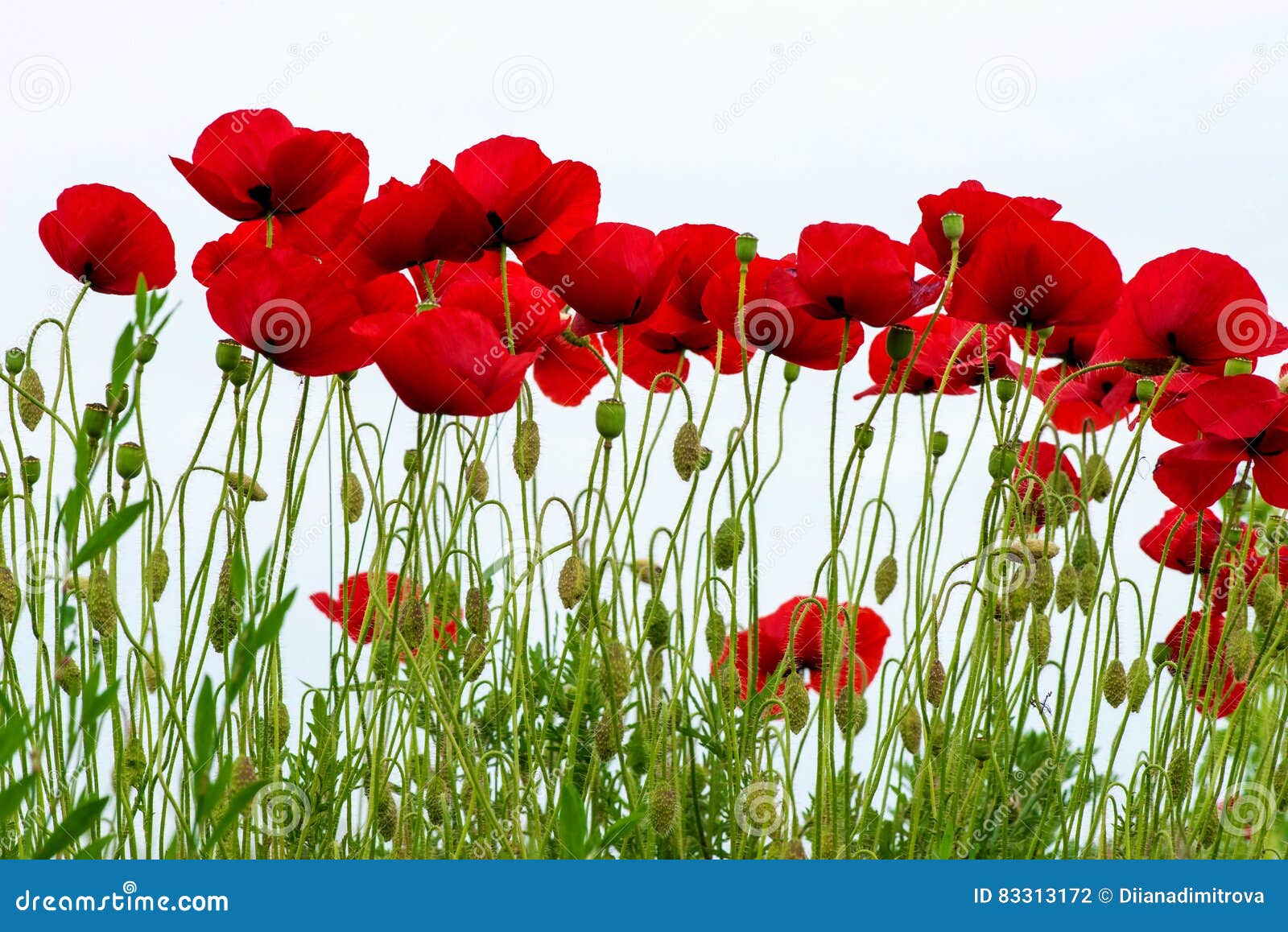 Red Poppies Isolated on White Stock Photo - Image of rural, petal: 83313172