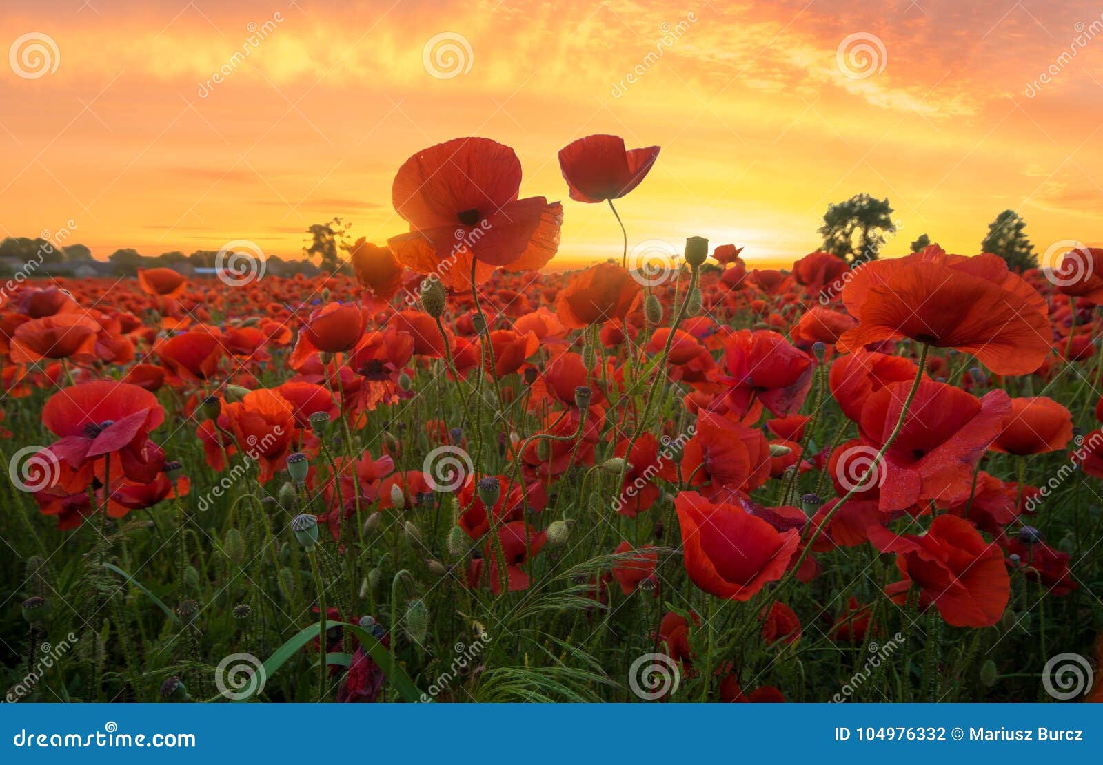 Red Poppies in the Light of the Setting Sun Stock Photo - Image of ...
