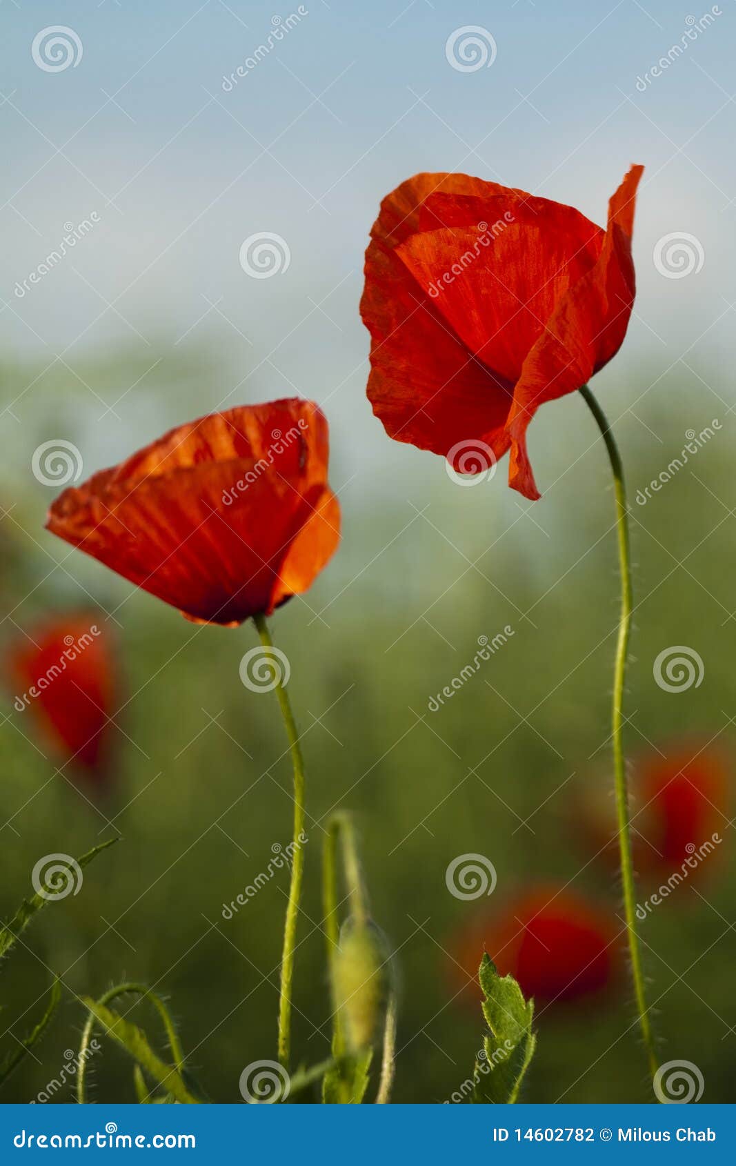 Red Poppies in Meadow stock photo. Image of wildflower - 14602782