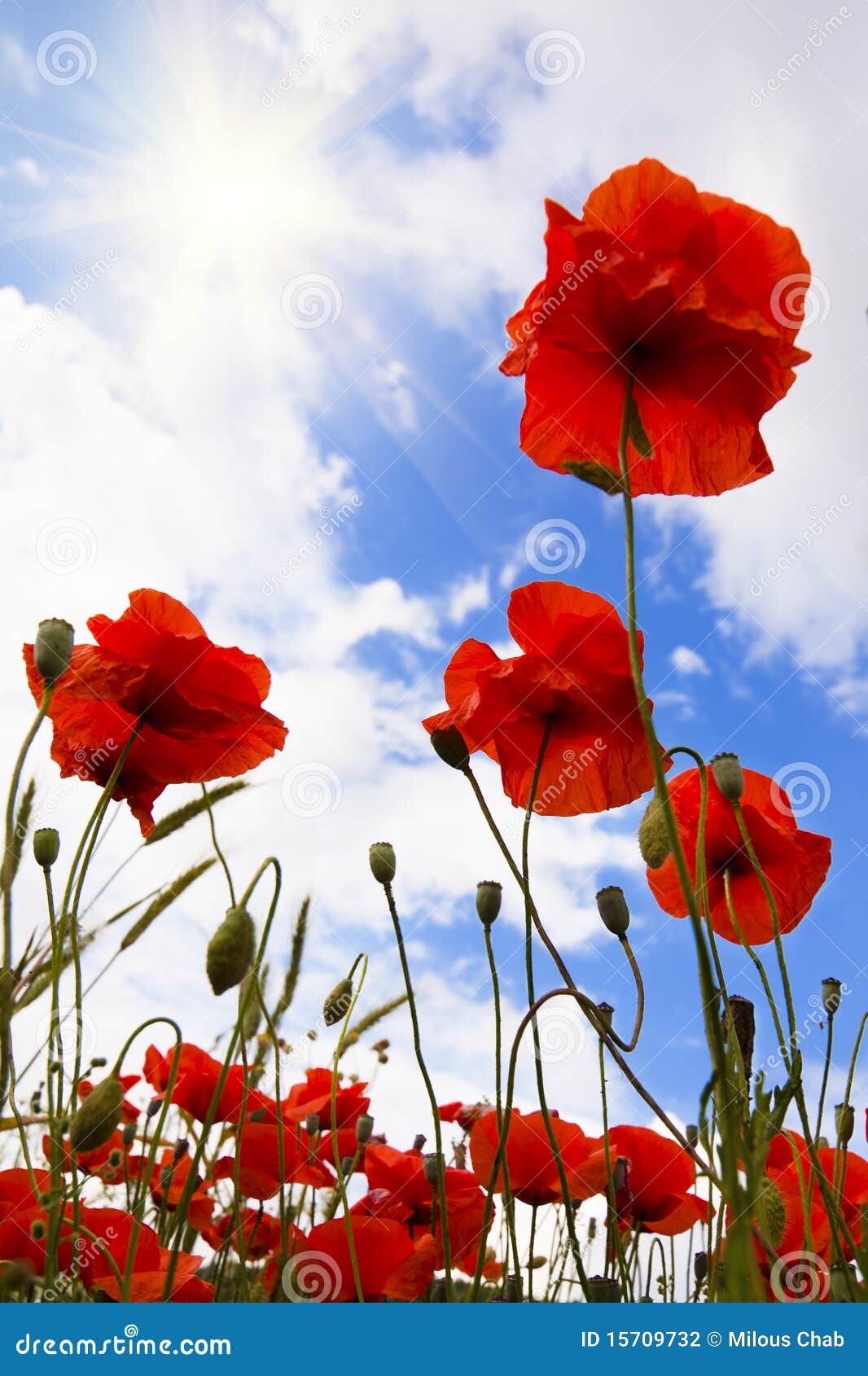 Red Poppies in Meadow stock photo. Image of plant, isolated - 15709732