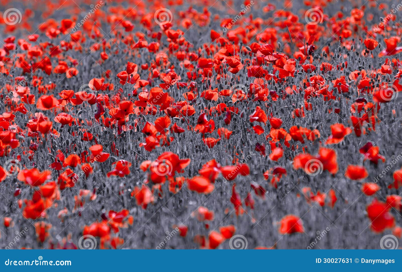 Red poppies stock image. Image of nature, flower, blossom - 30027631