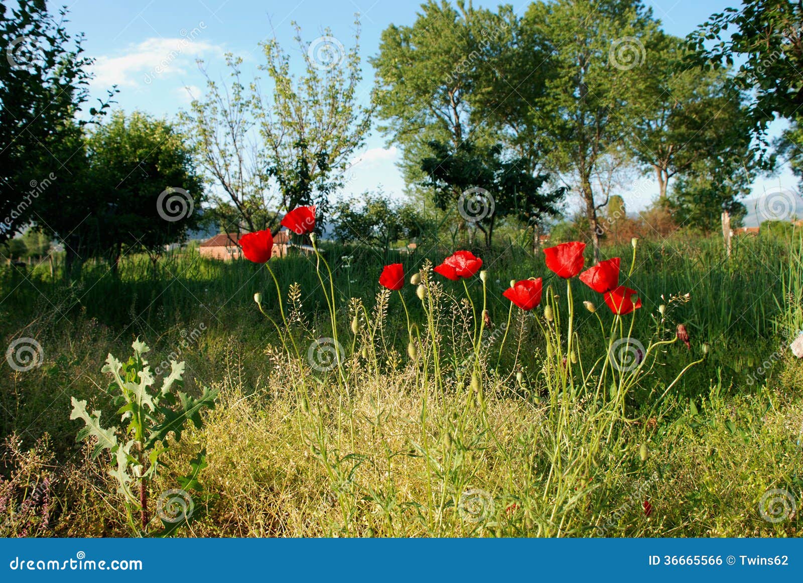 Red poppies in the meadow stock photo. Image of flowering - 36665566
