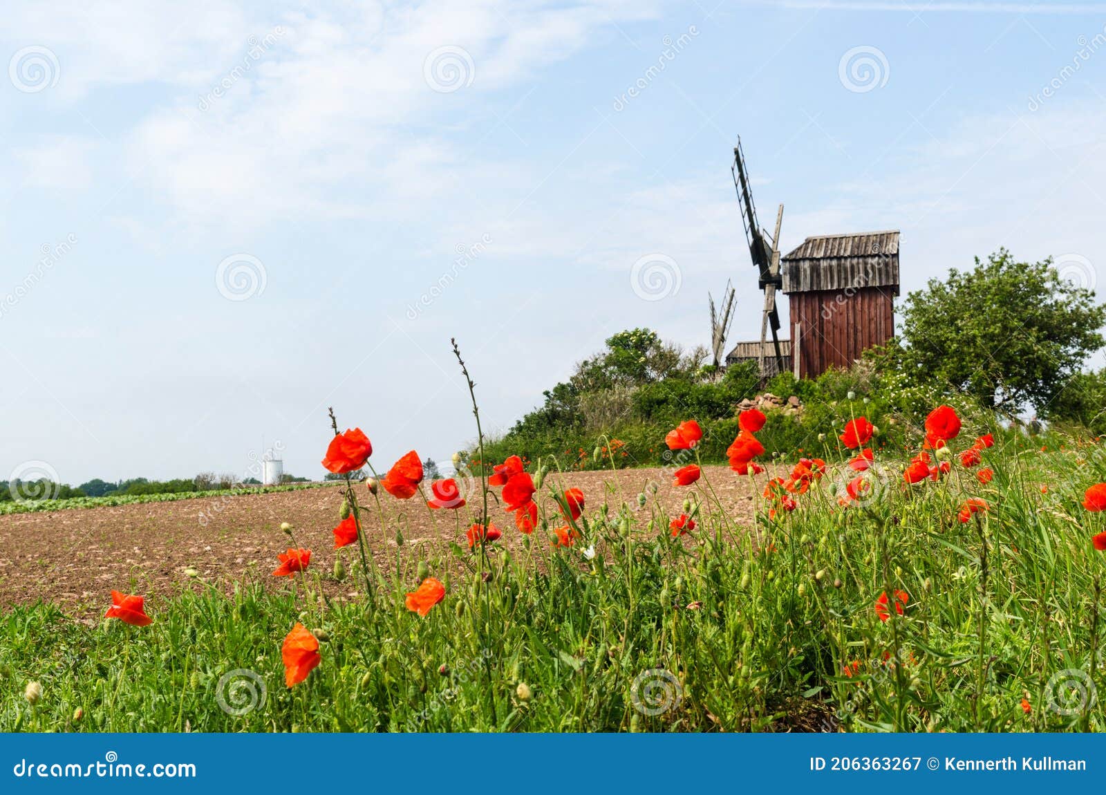 Red Poppies by an Old Windmill Stock Image - Image of stem, plant ...