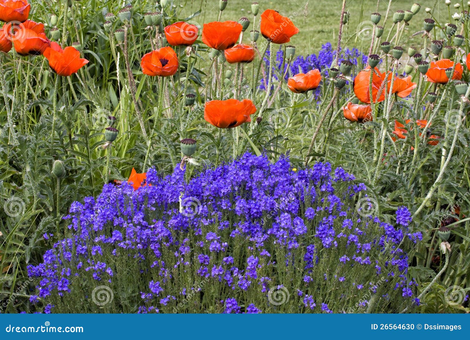 Red Poppies and Purple Flowers Stock Photo - Image of beautiful ...