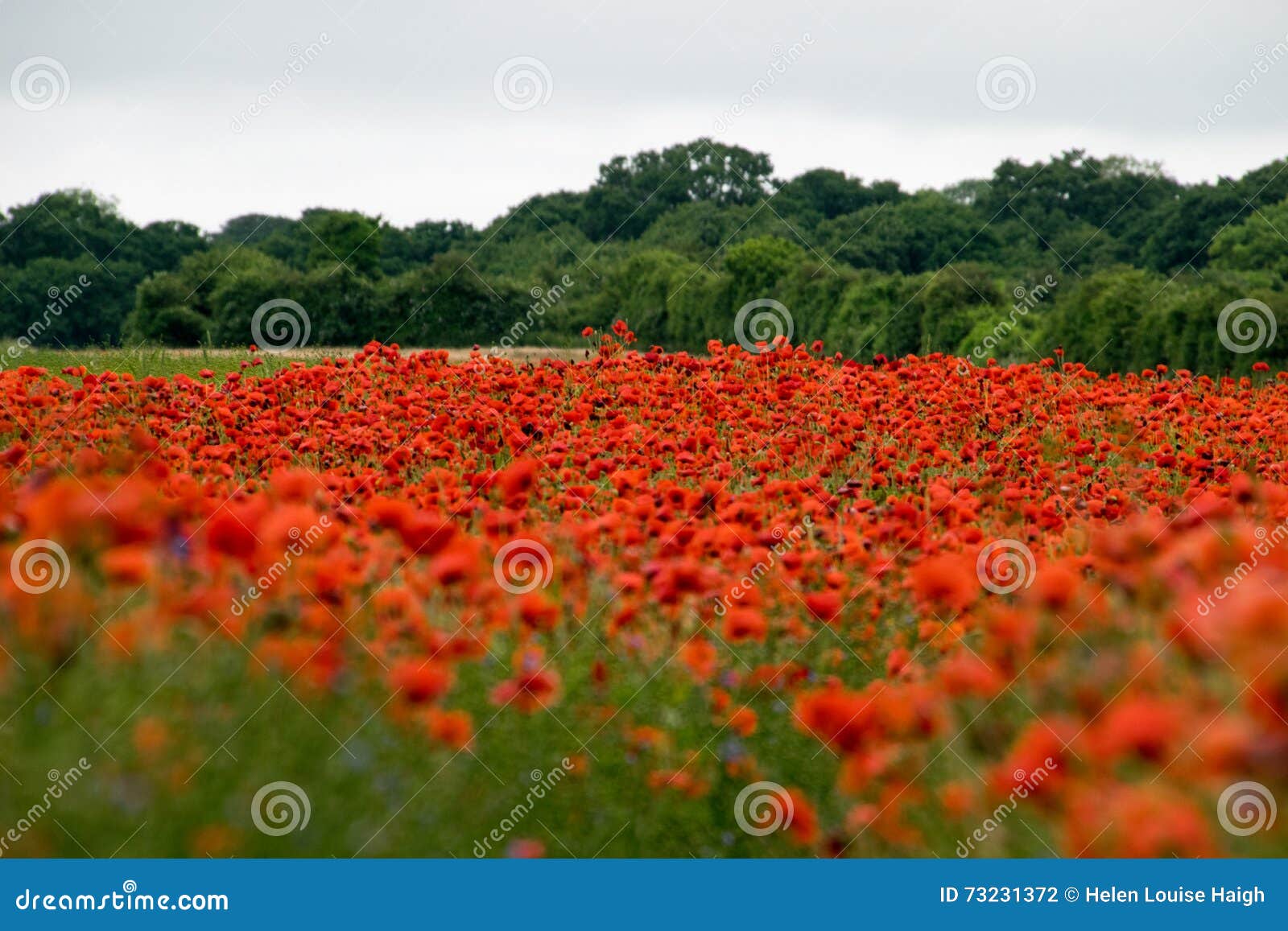Red poppies stock photo. Image of soldiers, green, looking - 73231372