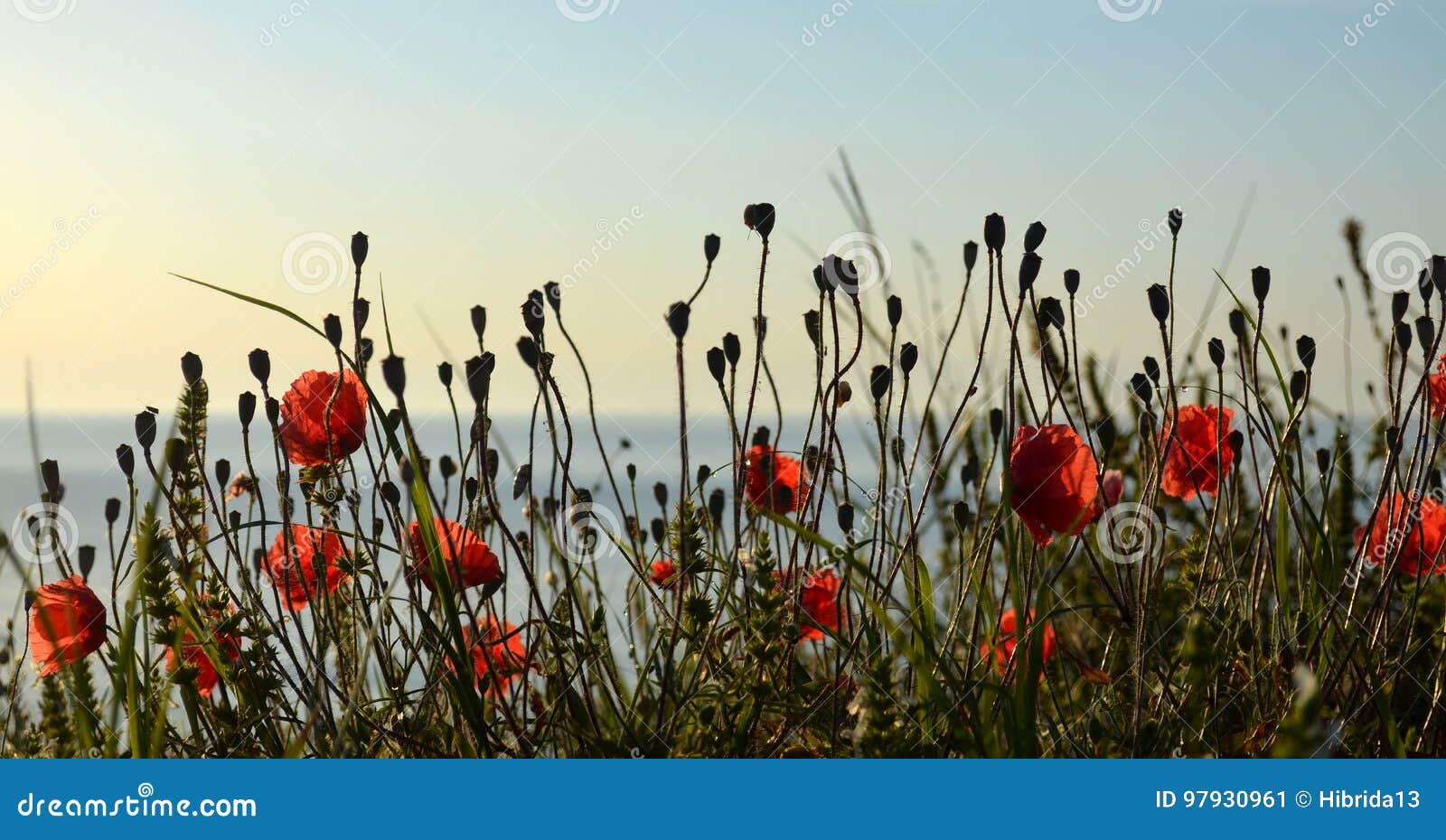Red Poppies on the Shore of the Sea Stock Image - Image of bloom, beach ...