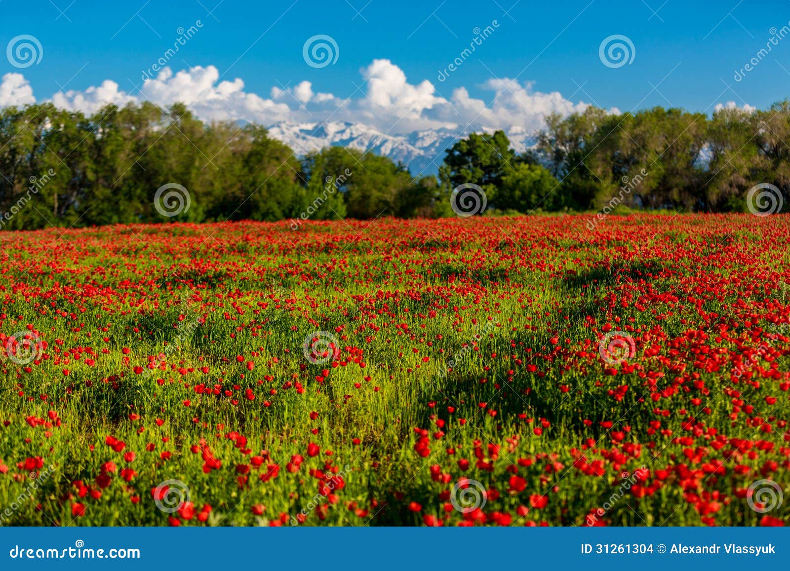 Red poppies stock photo. Image of organic, field, nature - 31261304