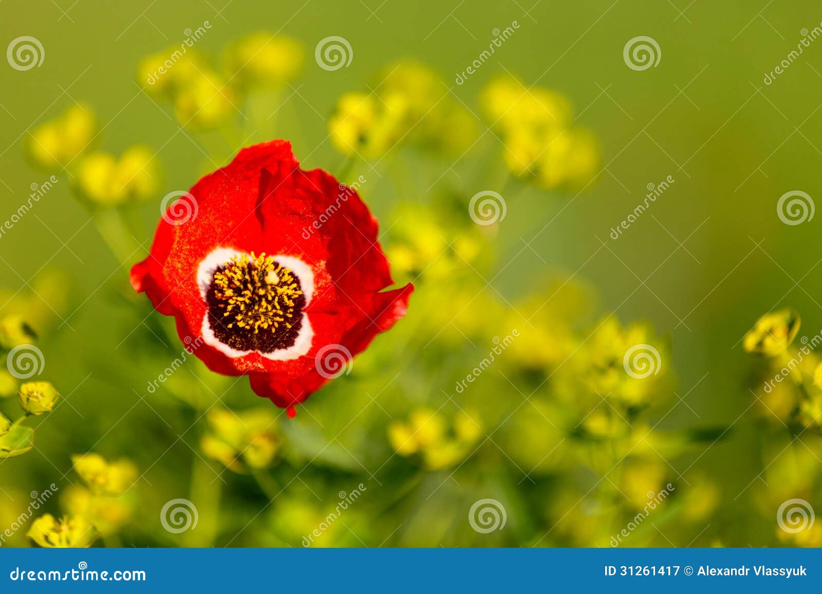 Red poppies stock image. Image of blue, wheat, summer - 31261417