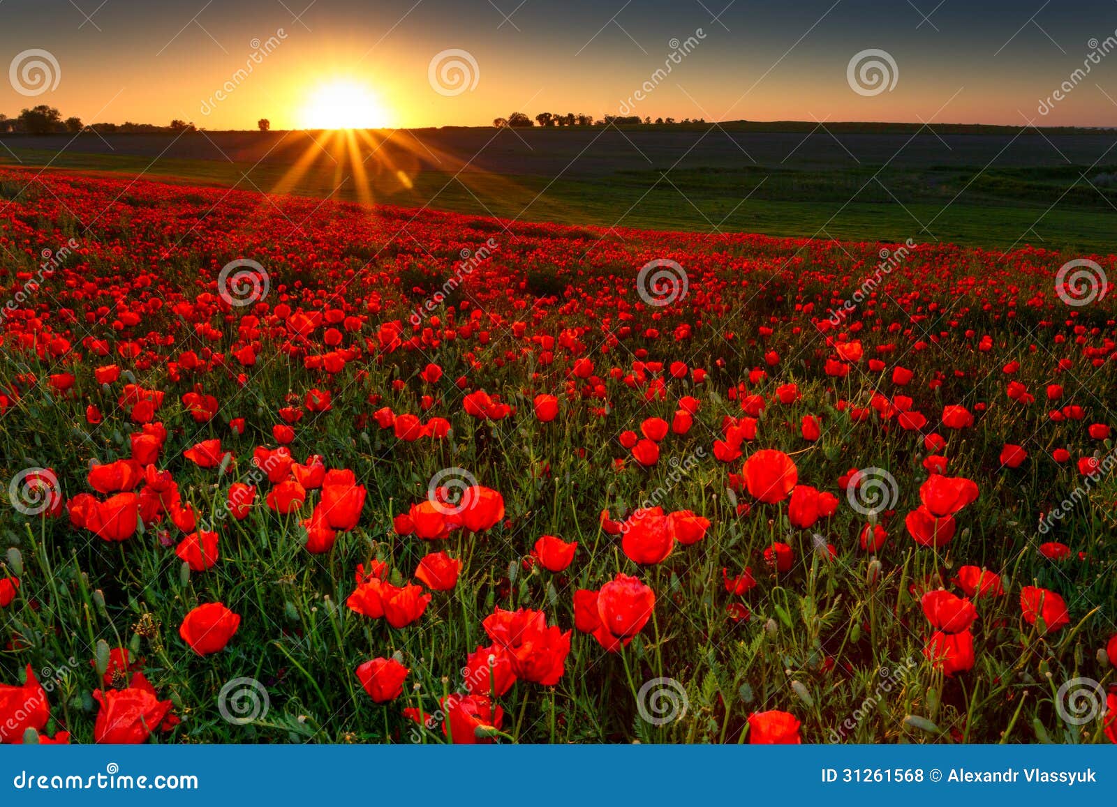 Red poppies stock photo. Image of horizon, spring, sunset - 31261568