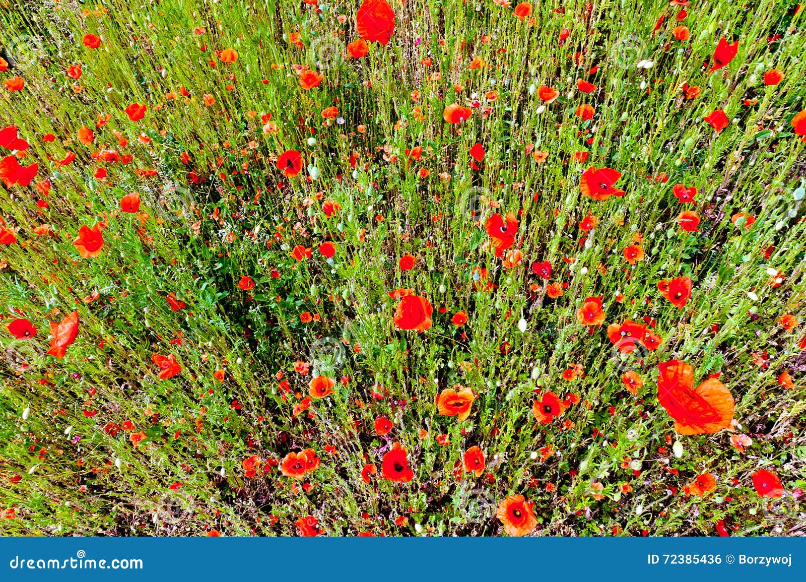 Red poppies top view stock photo. Image of light, view - 72385436