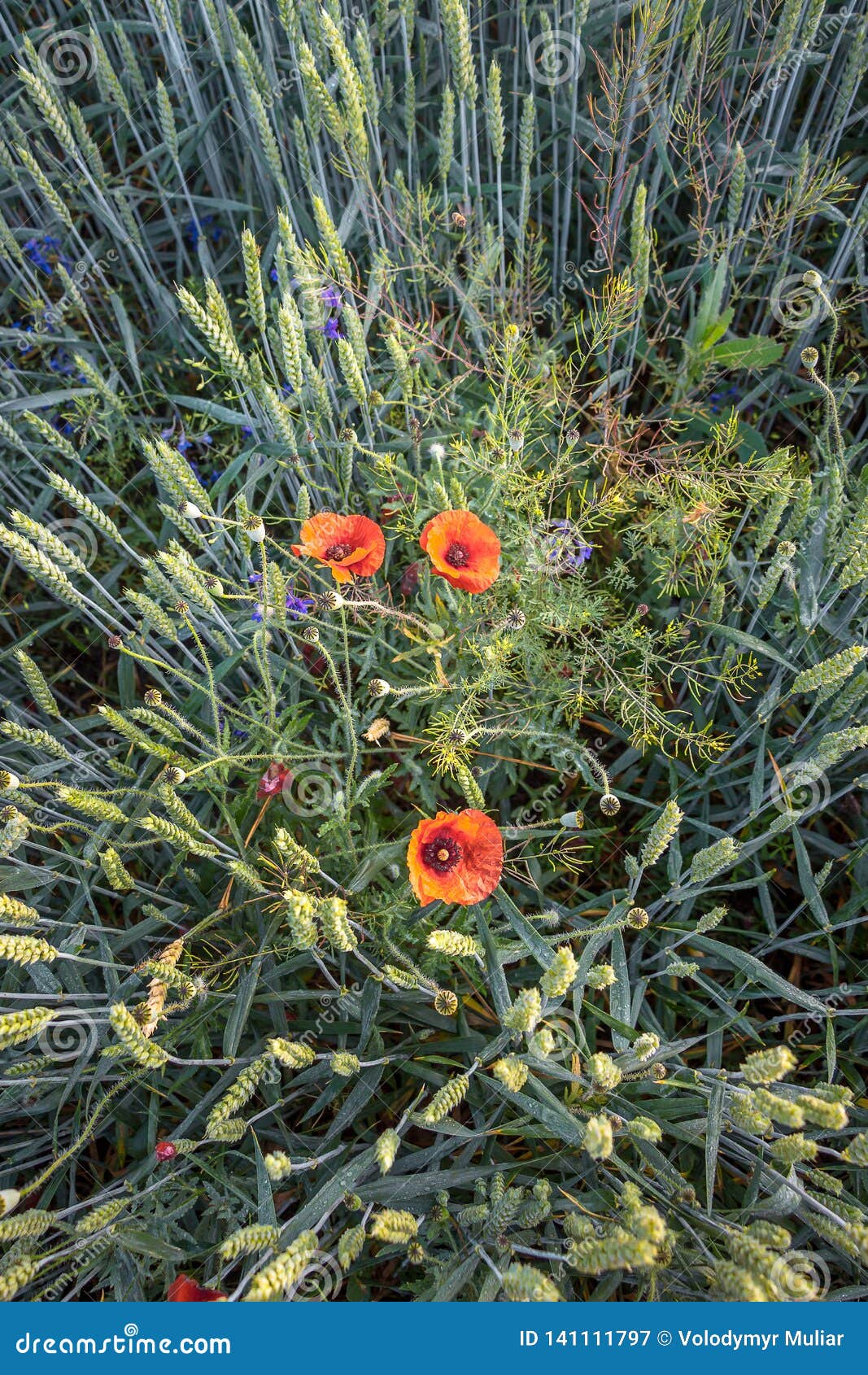 Red Poppies in the Wheat Field, Top View_ Stock Image - Image of grass ...
