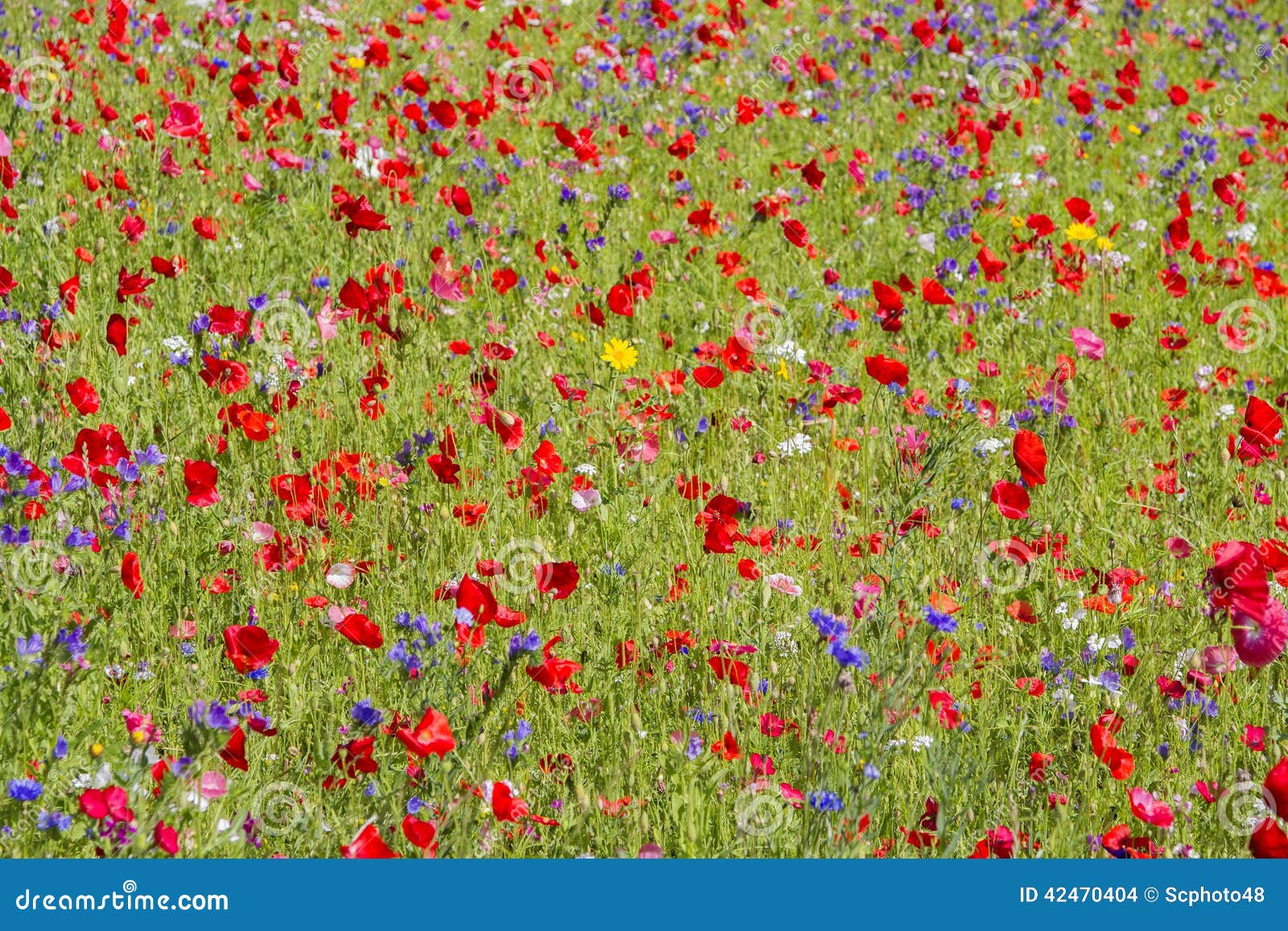 Red Poppies and Wild Flowers Stock Photo - Image of plant, flowers ...