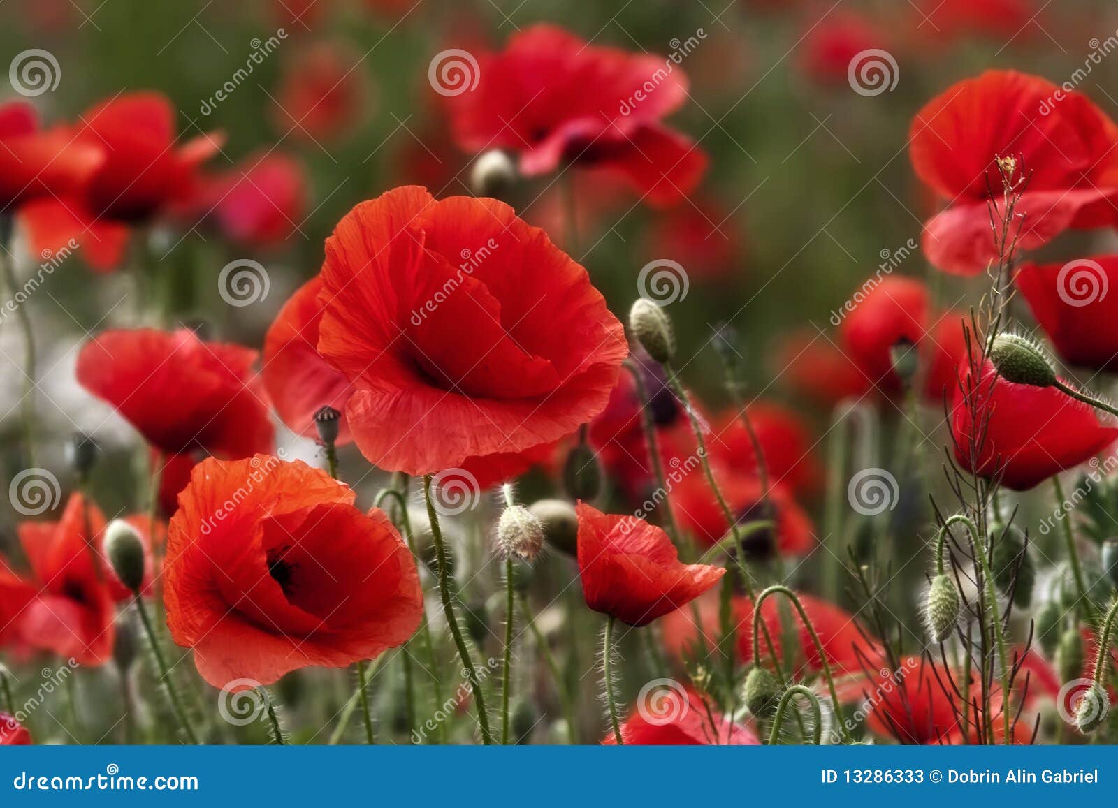 Red poppy stock image. Image of horticulture, stem, growth - 13286333
