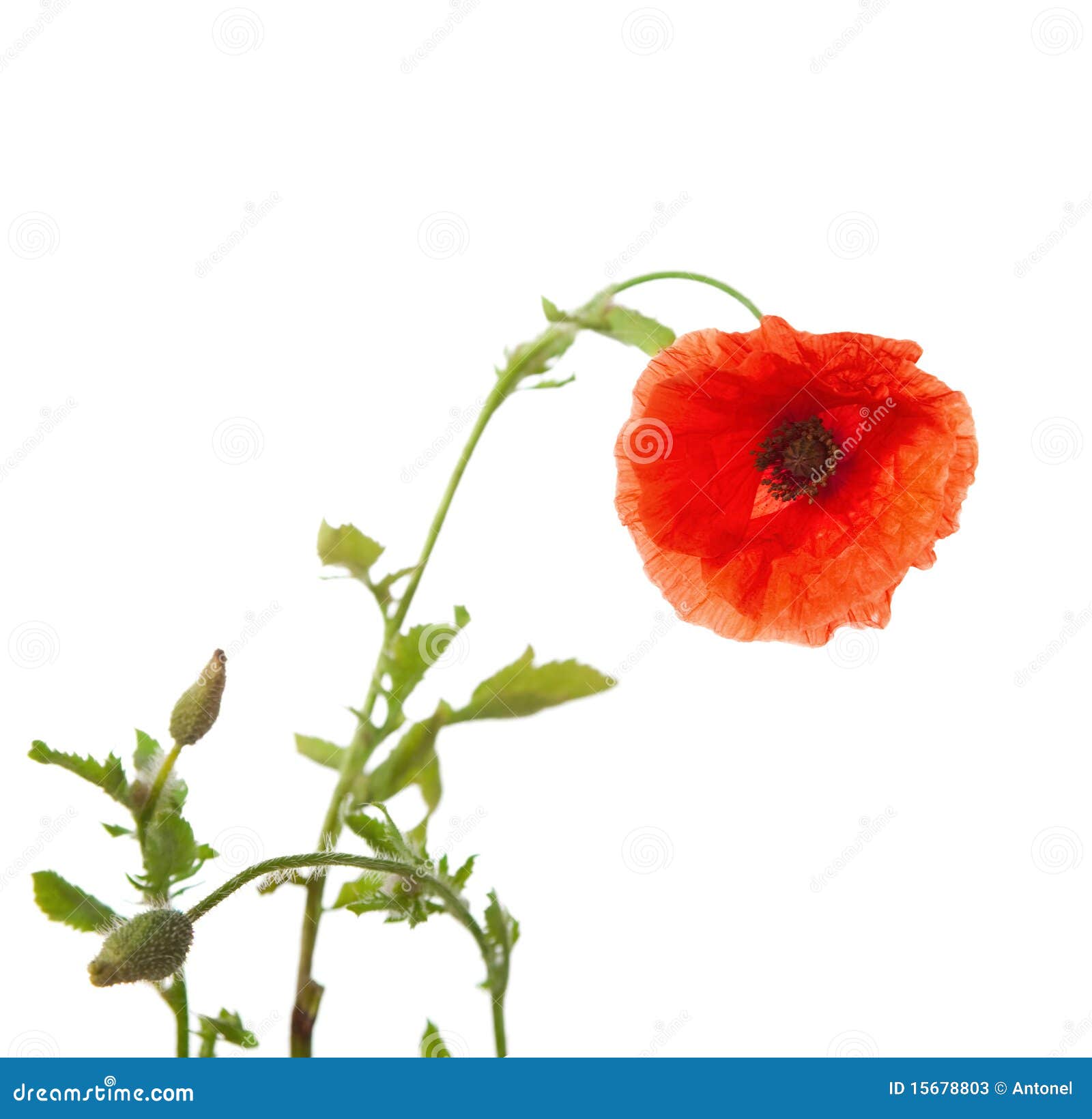Red poppy stock image. Image of macro, flower, floral - 15678803