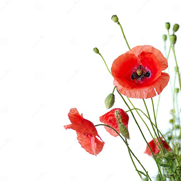 Red Poppy stock image. Image of garden, scenic, background - 19961375