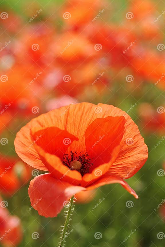 Red Poppy stock image. Image of crops, delicate, colored - 2250463