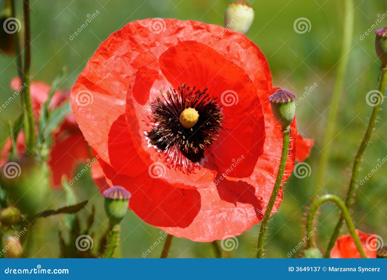 Red poppy stock image. Image of beautiful, black, poppy - 3649137