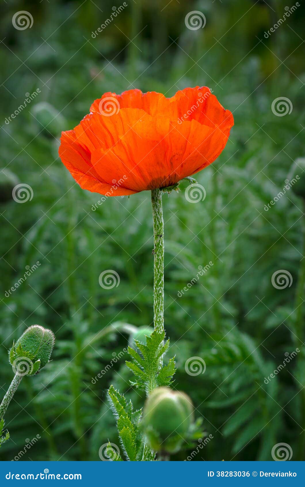 Red poppy stock photo. Image of scenic, outdoors, plant - 38283036