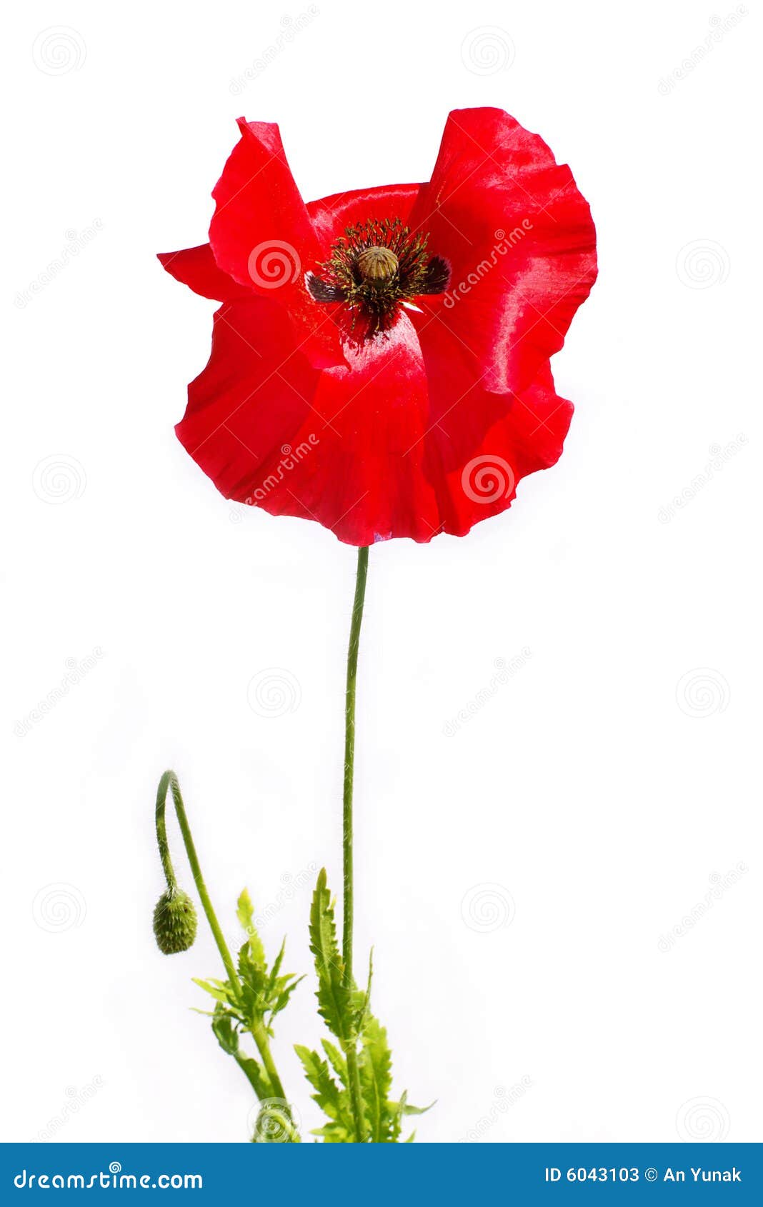 Red poppy stock image. Image of leaf, floral, high, flower - 6043103