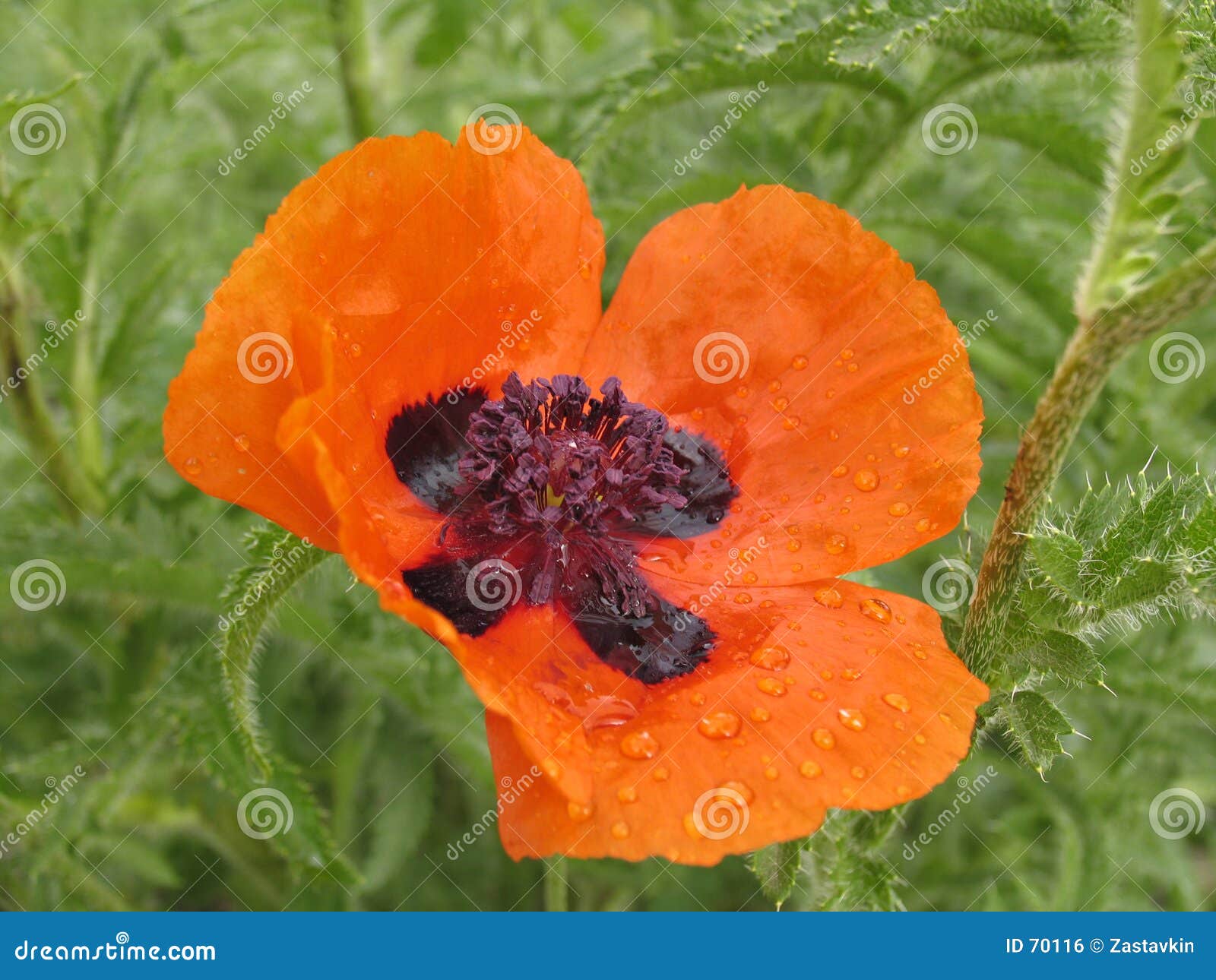 Red poppy. stock photo. Image of gardener, florist, flora - 70116