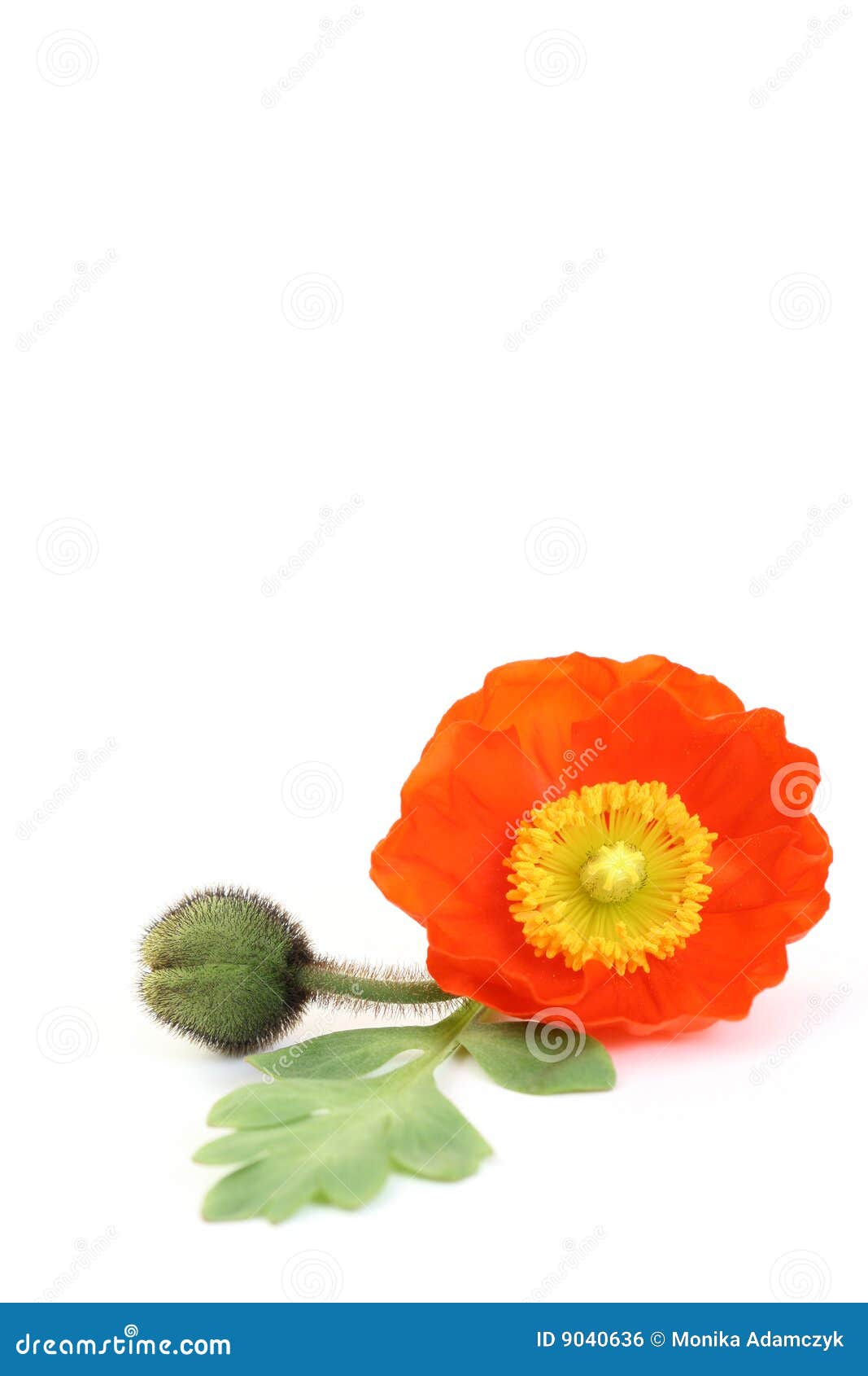 Red poppy stock photo. Image of flowers, plant, summer - 9040636