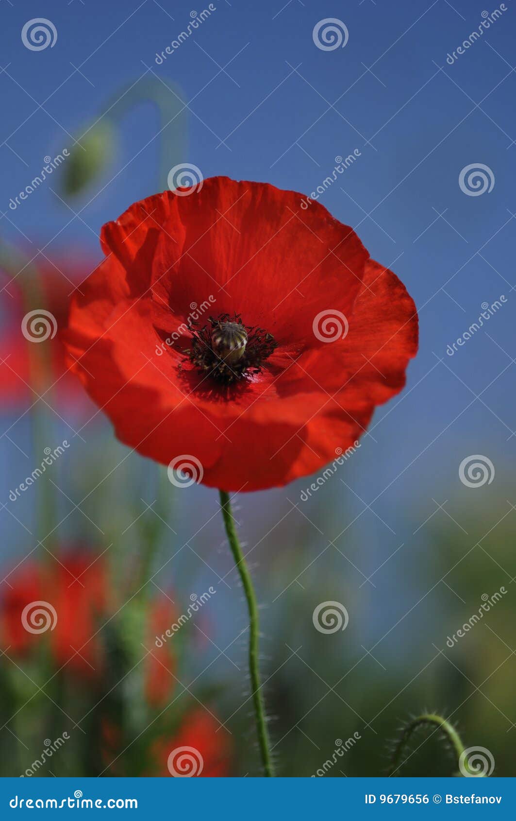 Red poppy stock photo. Image of outdoor, countryside, sunny - 9679656