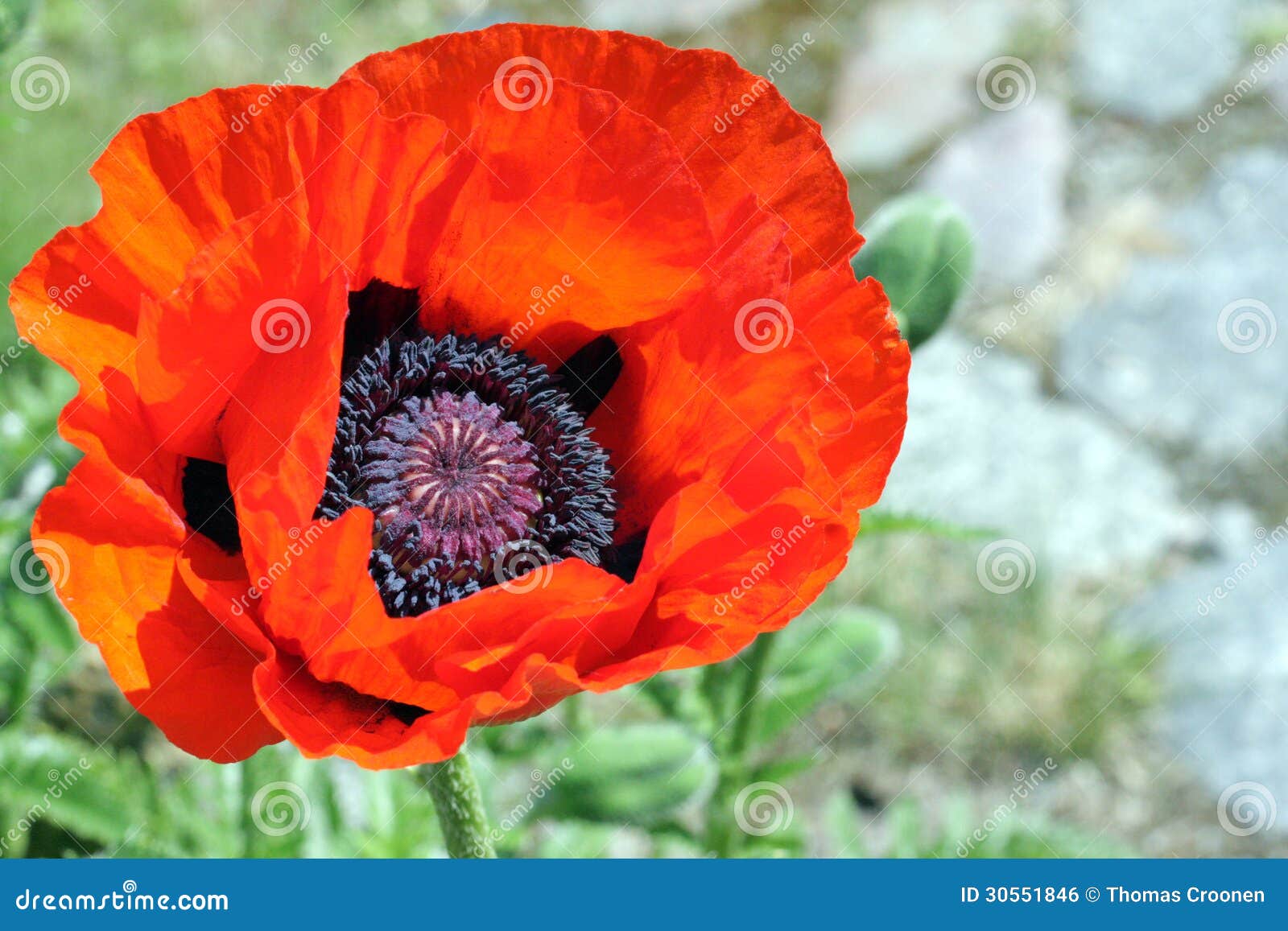 Red poppy stock photo. Image of poppy, summer, garden - 30551846