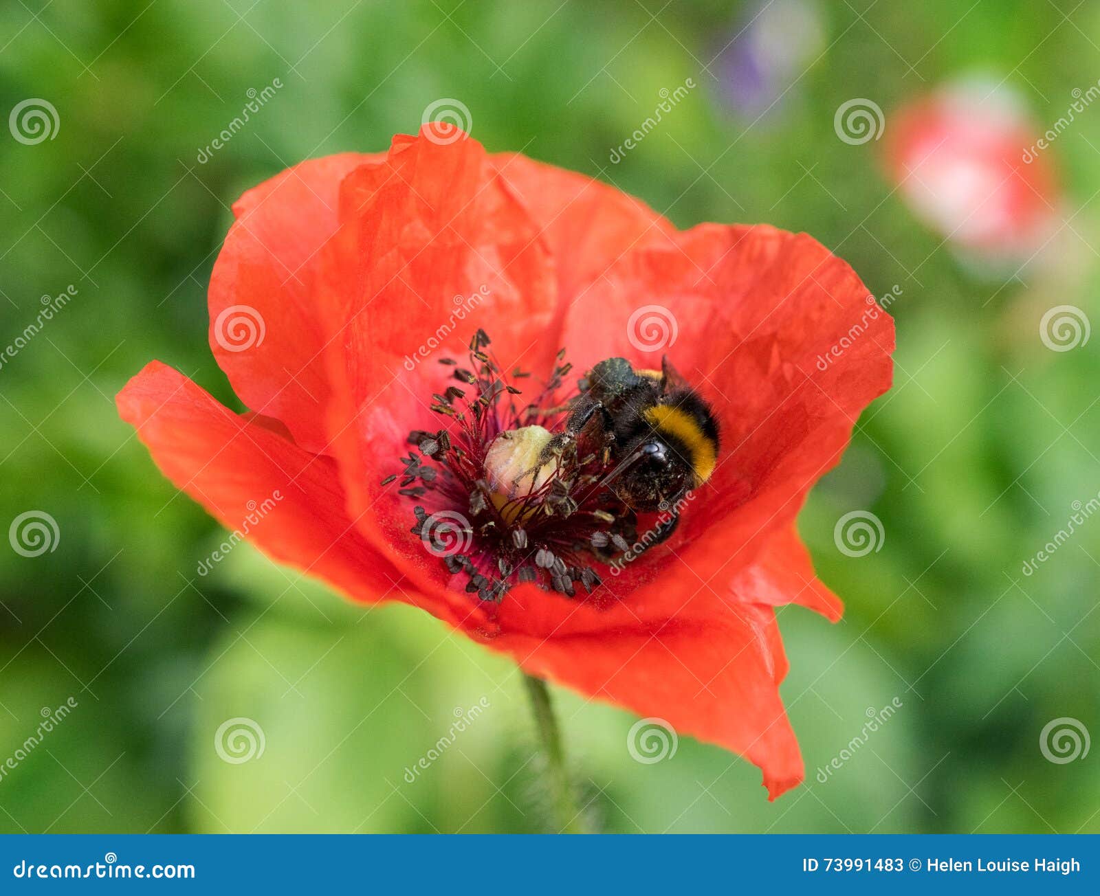 Red poppy and bee stock image. Image of stamen, poppies - 73991483