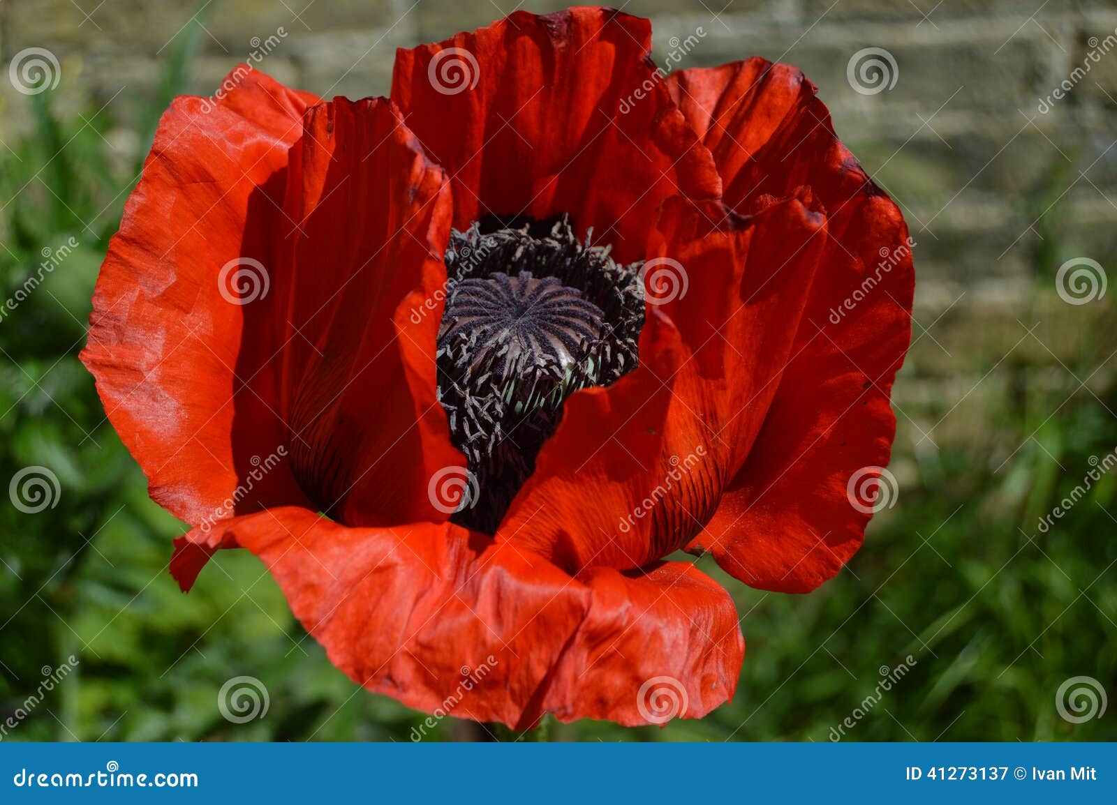 921 Nature Background Big Red Poppy Photos - Free & Royalty-Free Stock ...