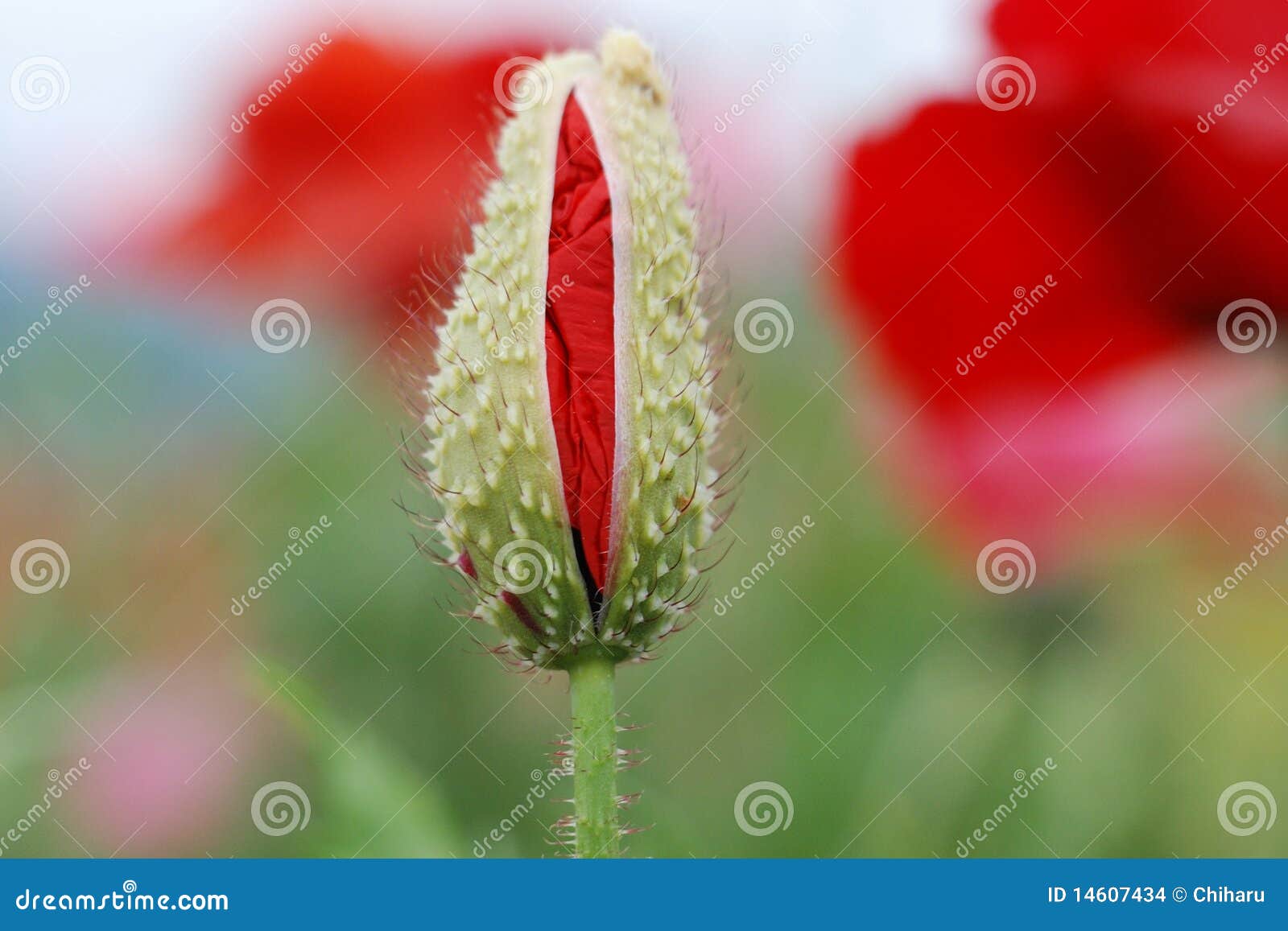 Red poppy bud stock photo. Image of poppy, green, young - 14607434