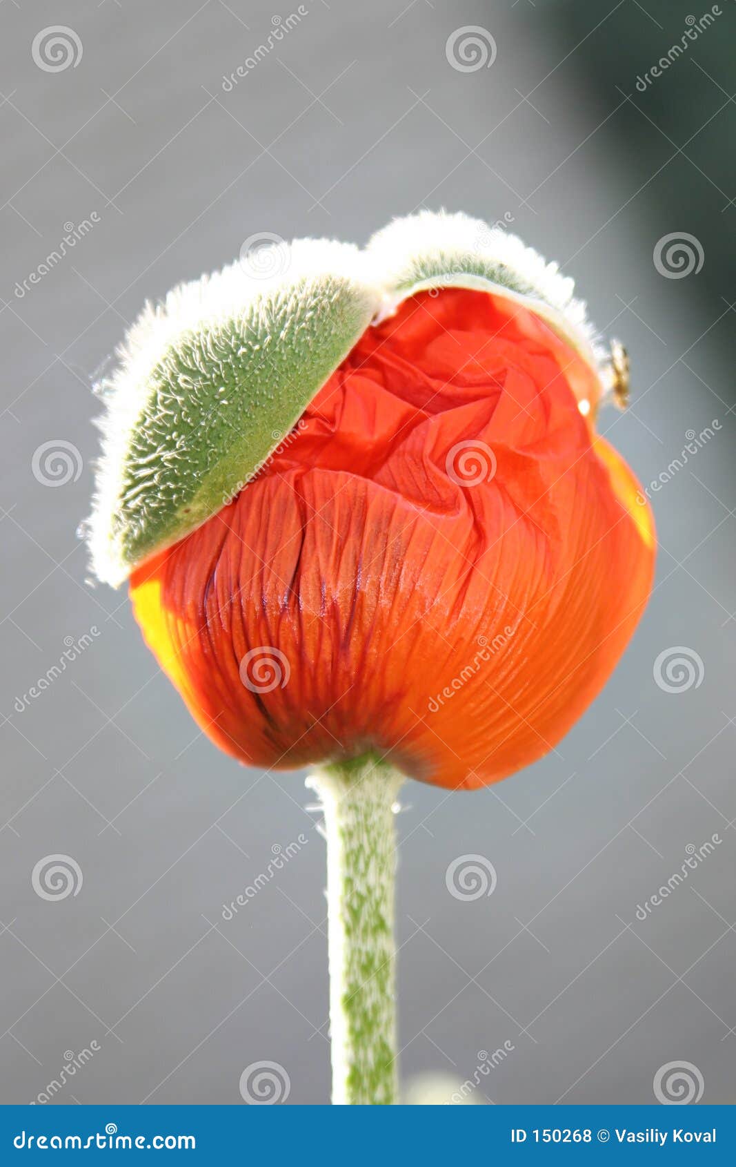 Red poppy bud stock photo. Image of sunlight, plant, field - 150268 Red poppy bud stock photo. Image of sunlight, plant, field - 150268