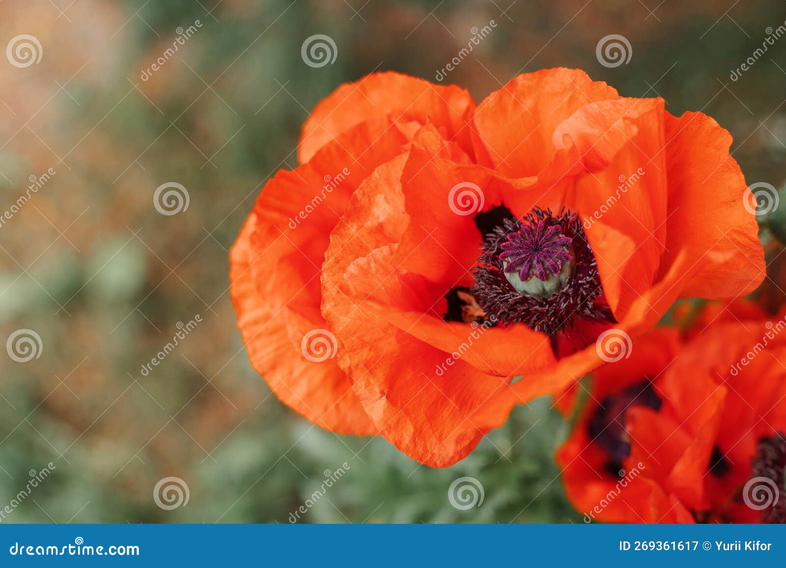 Red Poppy Close-up on a Green Background Stock Image - Image of grow ...
