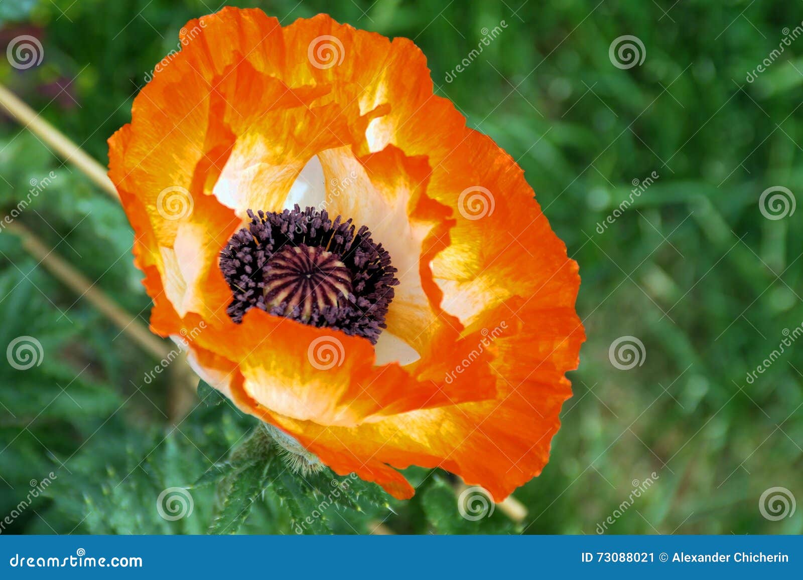 Red poppy close-up stock image. Image of flower, blurred - 73088021