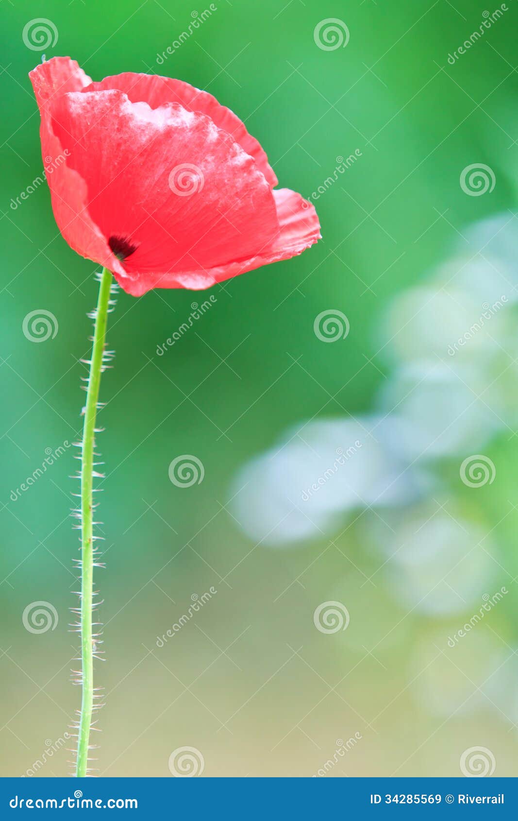 Red poppy stock image. Image of floral, cloud, color - 34285569