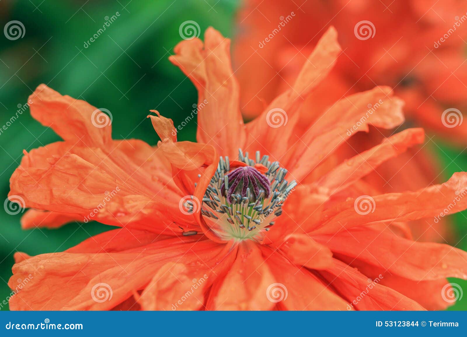 Red poppy closeup stock photo. Image of closeup, garden - 53123844