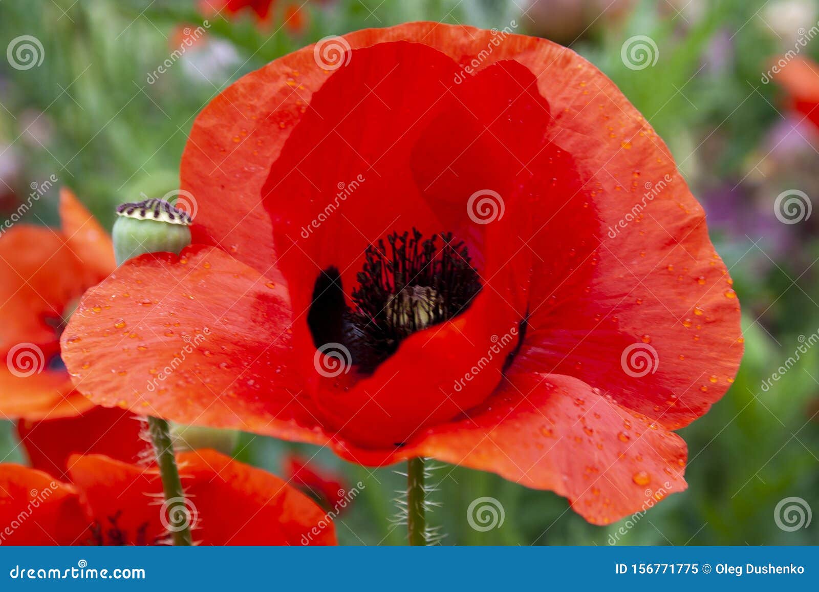 Red poppy closeup stock image. Image of single, field - 156771775