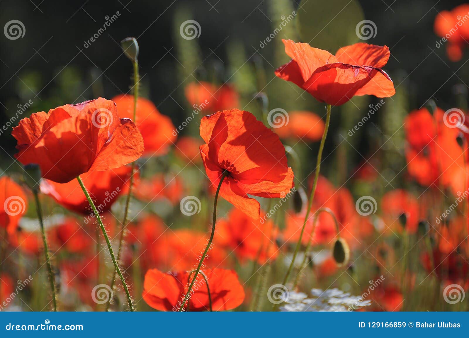 Red Poppy Dangled Gently in the Wind Stock Image - Image of blossom ...