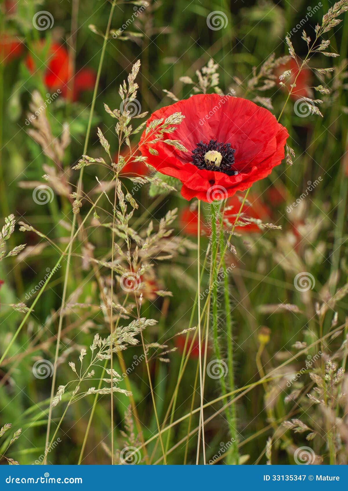 Red Poppy in a Dense Green Grass in the Morning Stock Image - Image of ...