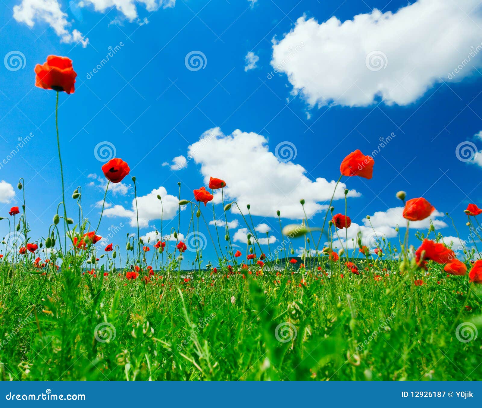 Red poppy field stock image. Image of poppy, nature, bright - 12926187