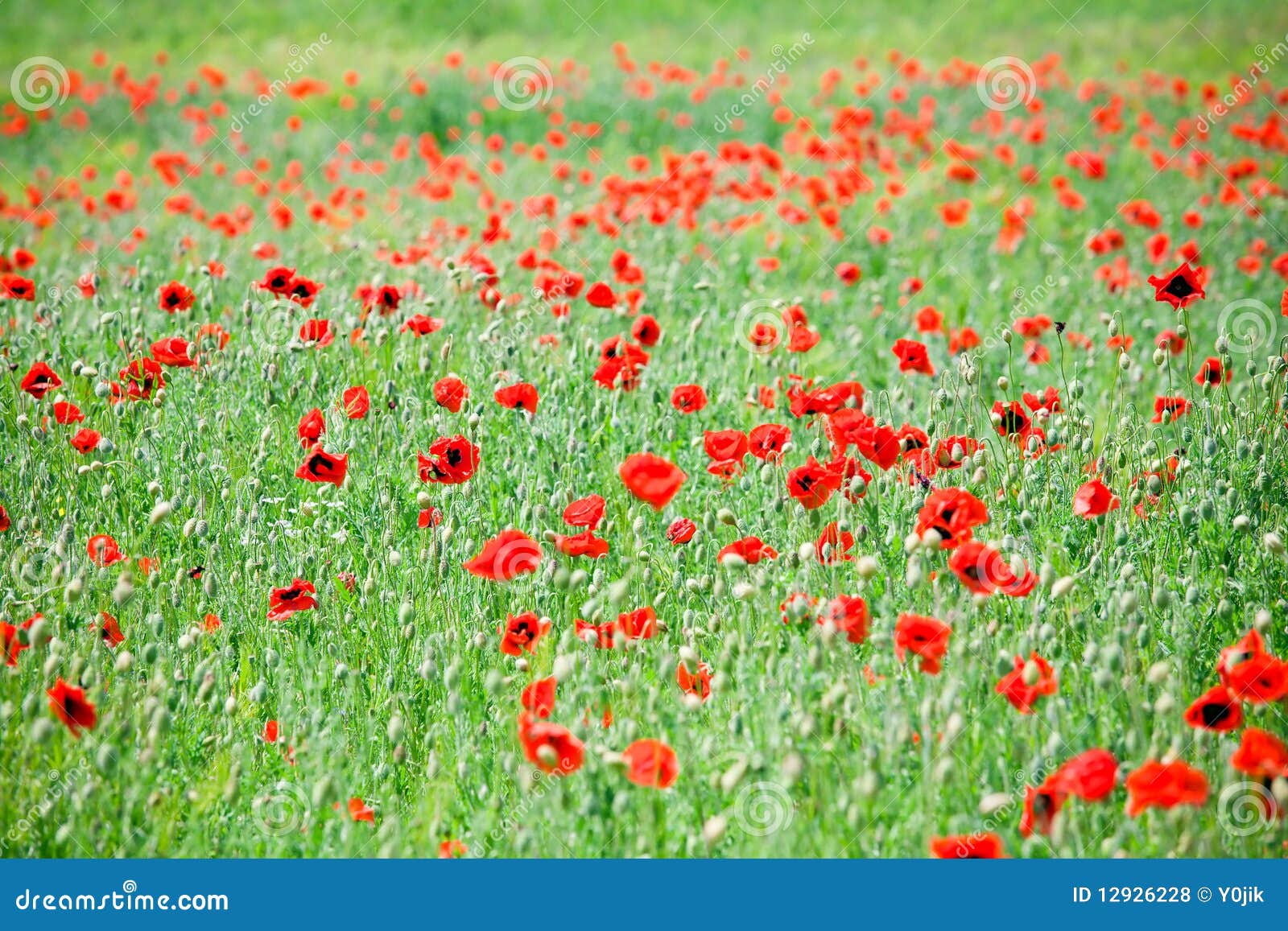 Red poppy field stock photo. Image of field, bright, flower - 12926228