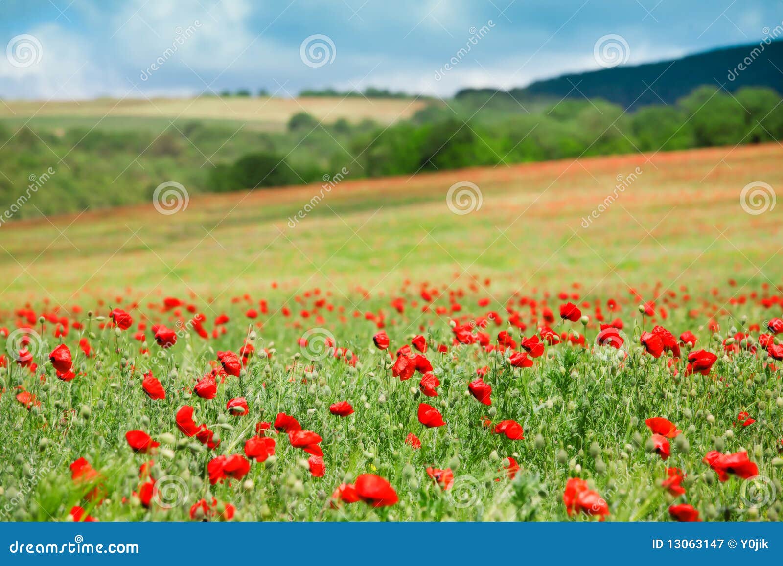 Red poppy field stock image. Image of season, blue, mountain - 13063147