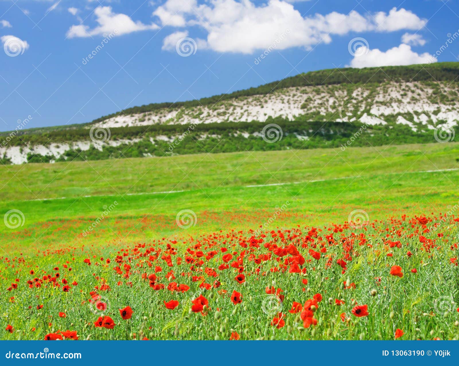 Red poppy field stock photo. Image of green, flower, open - 13063190